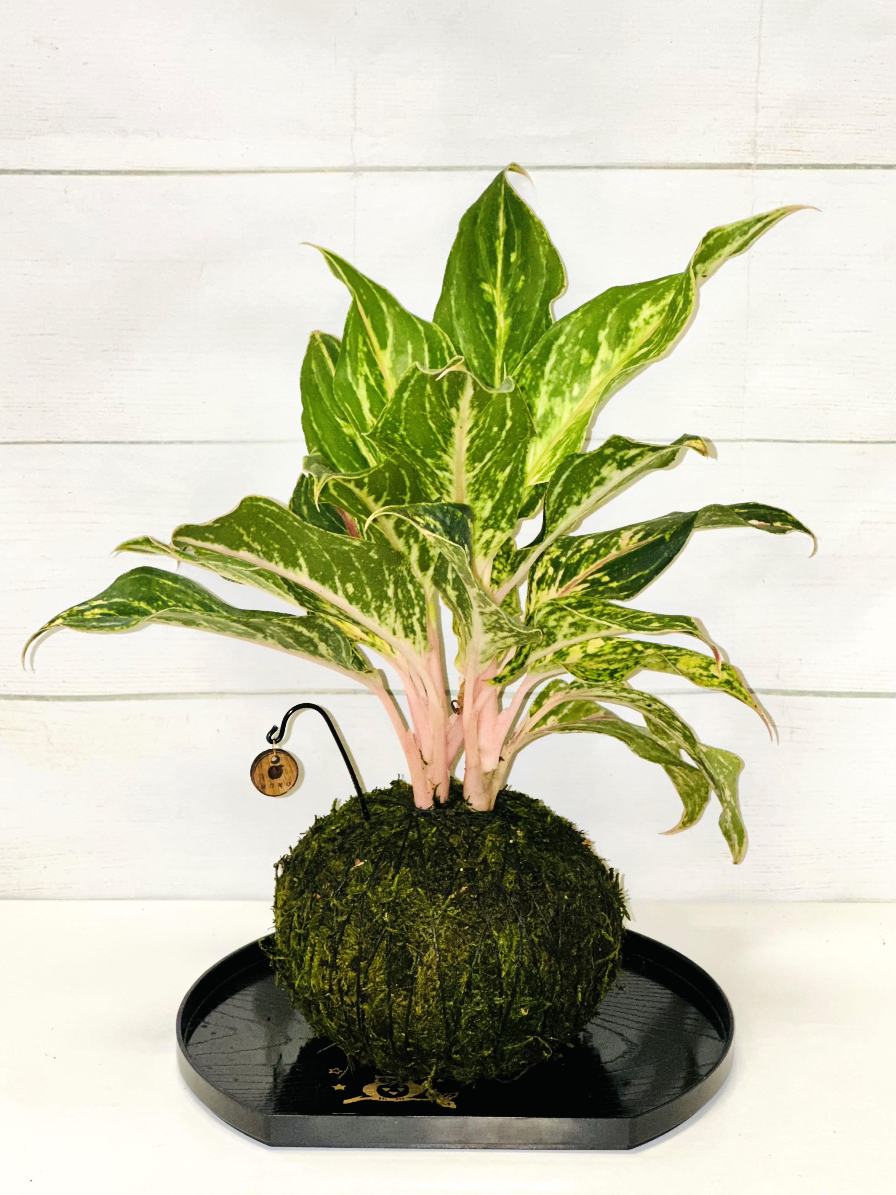 Kokedama Plant (Large assorted) in Honolulu, HI | Watanabe Floral, Inc.