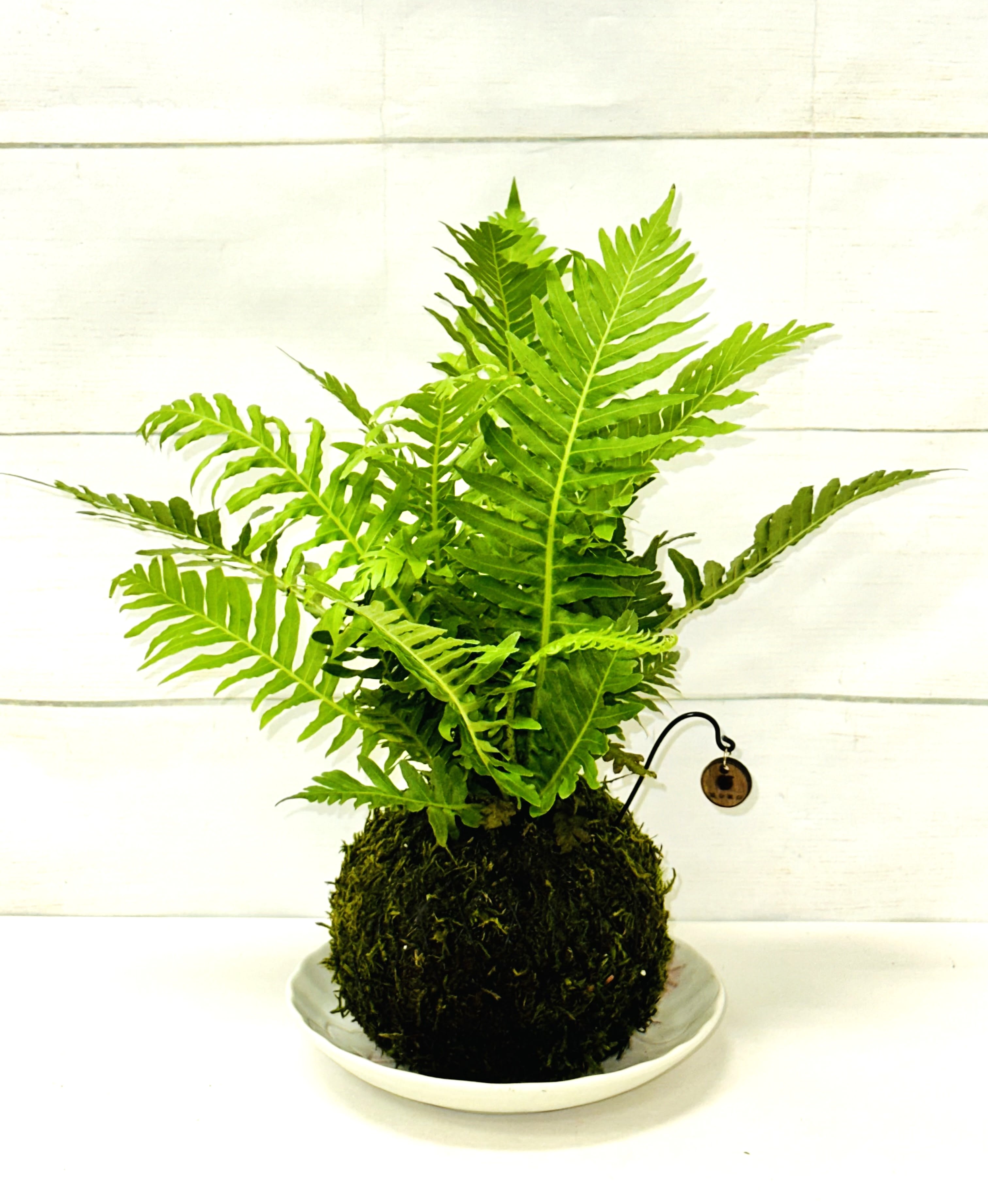 Kokedama Plant (Small assorted) in Honolulu, HI | Watanabe Floral, Inc.