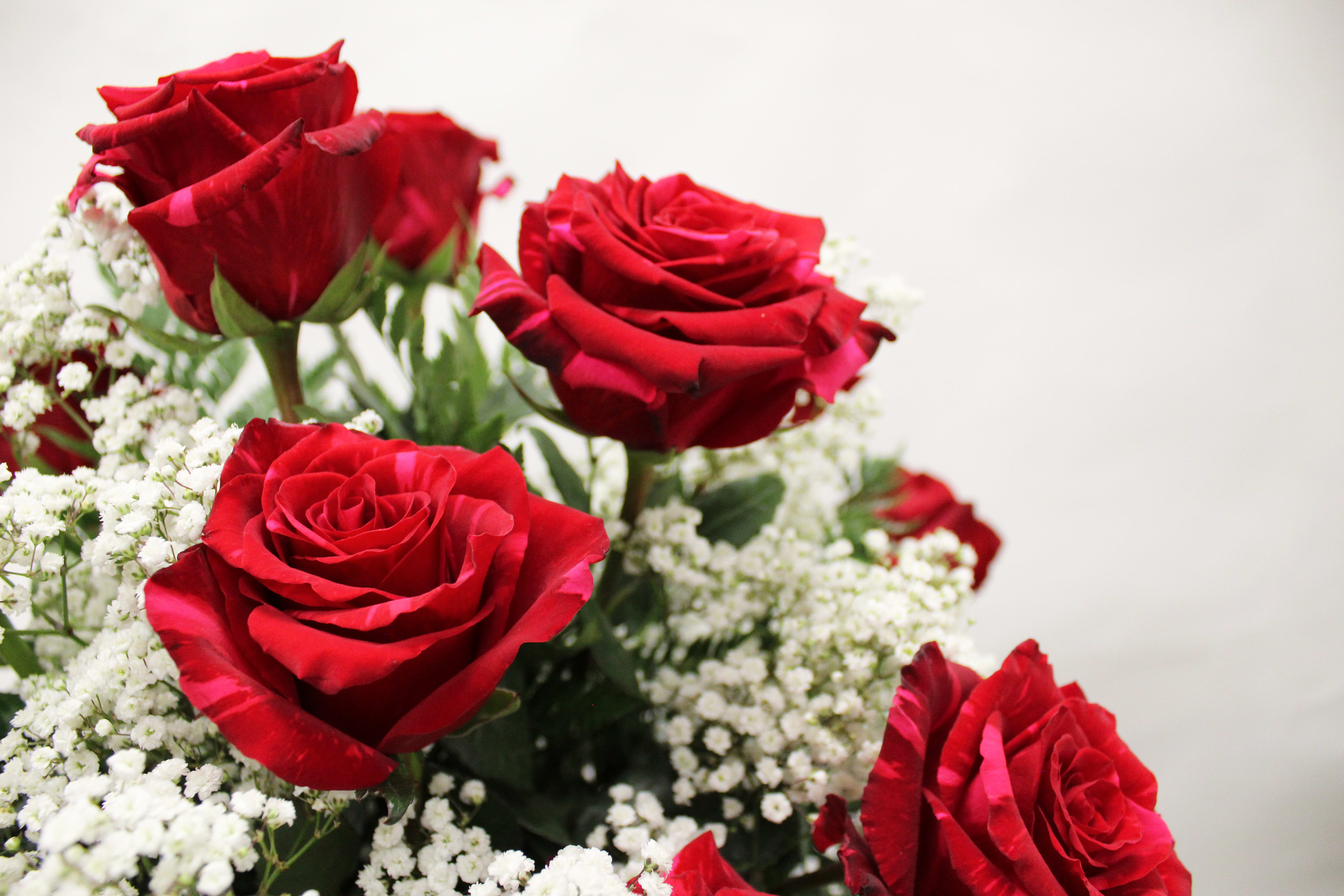 Red Panther Rose Masterpiece (Watanabe Exclusive) in Honolulu, HI ...