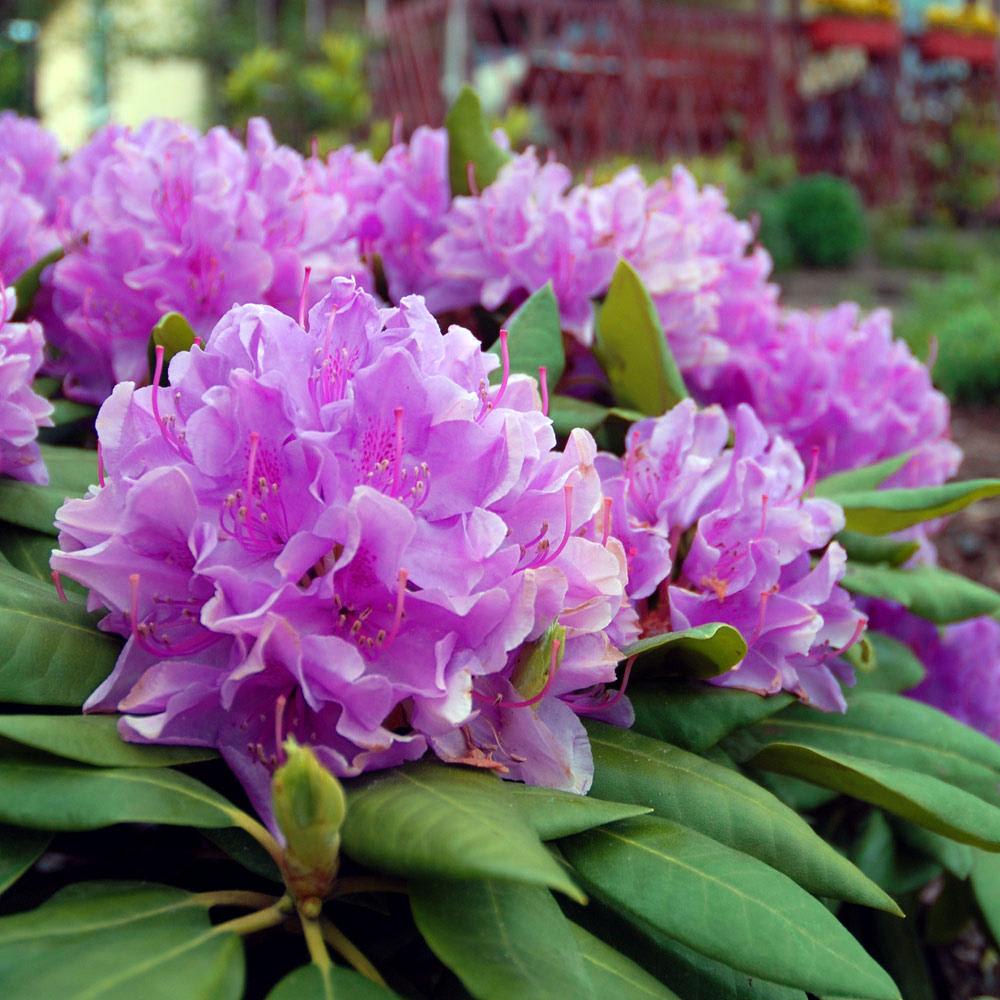 Rhododendron in Derry, NH | Springlook Farm Garden Center Nursery Fl