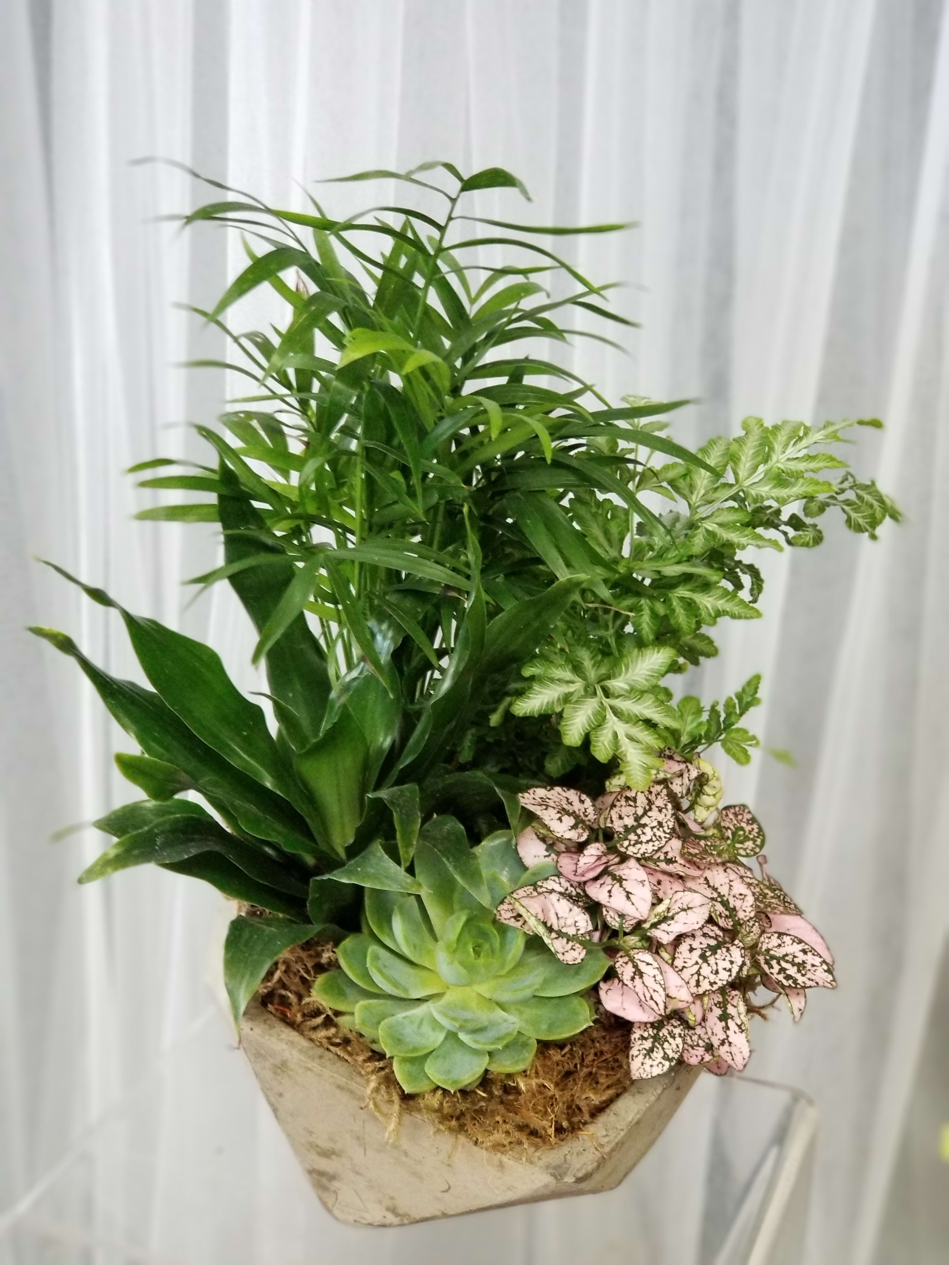 Plants Arrangement In Cerritos CA Cerritosflowers Plants Arrangement In Cerritos CA Cerritosflowers