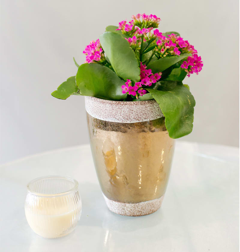 Kalanchoe Plantby Riverside Kello Floral