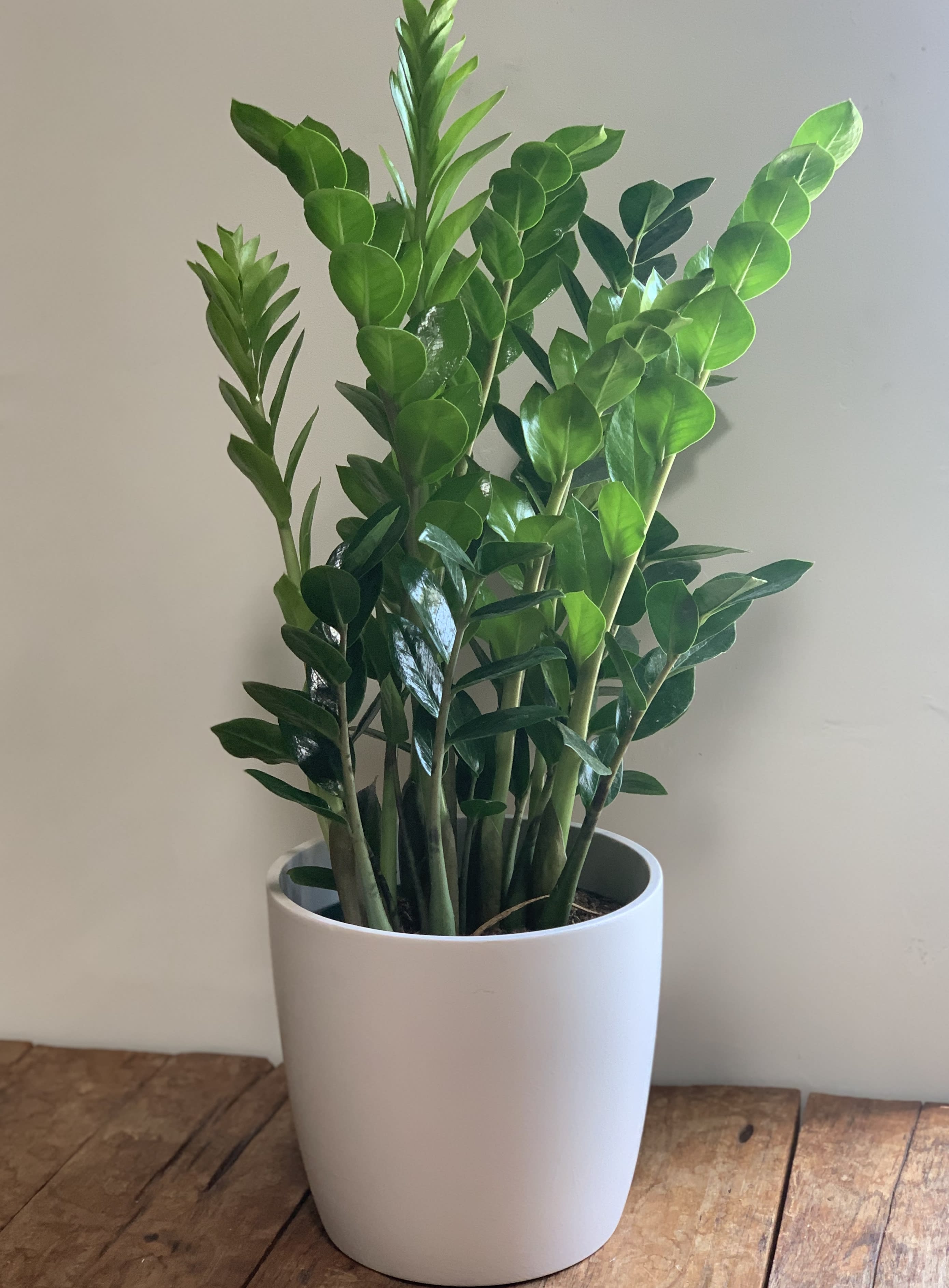 Zamia in Modern White Ceramic in Hermosa Beach, CA | Lily Pad Floral Design