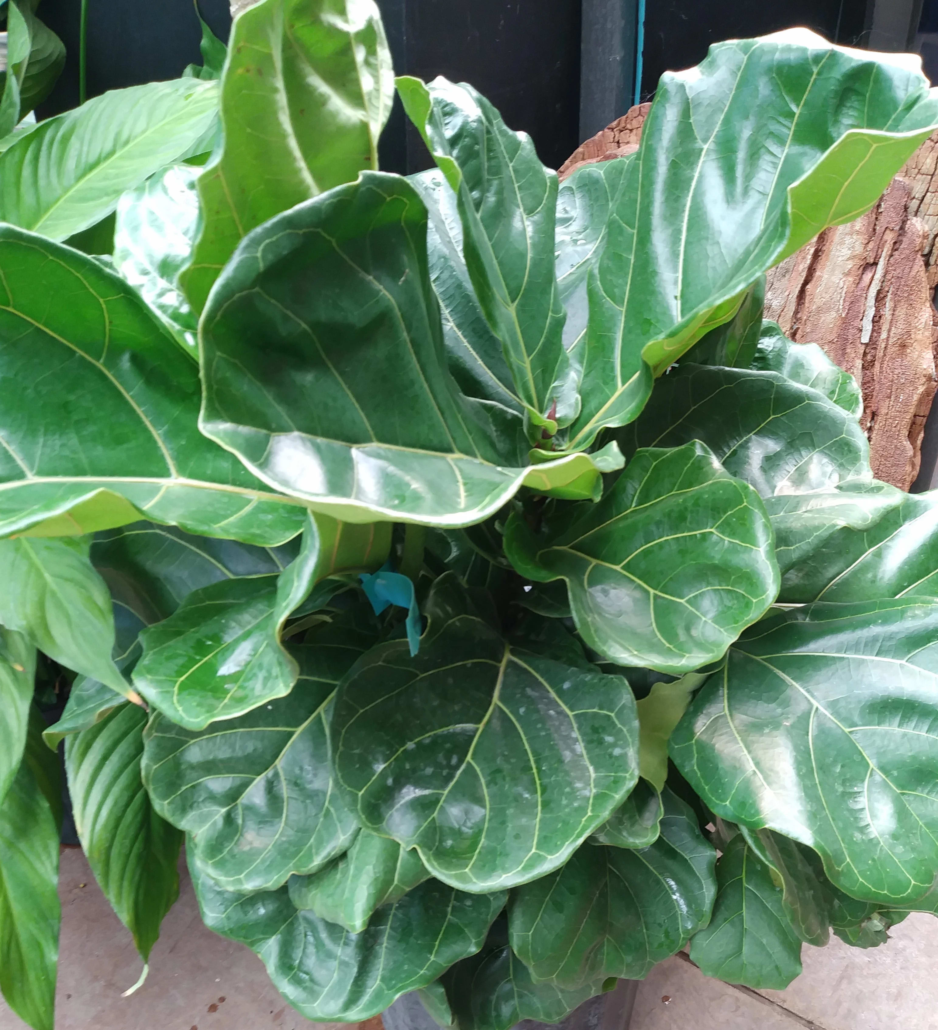 Fiddle Leaf Fig Extra Large Ig 024 In North Wales Pa The Rhoads Garden
