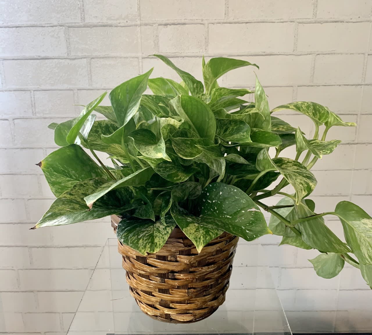 6'' Pathos Plant in Lincoln, NE | House of Flowers