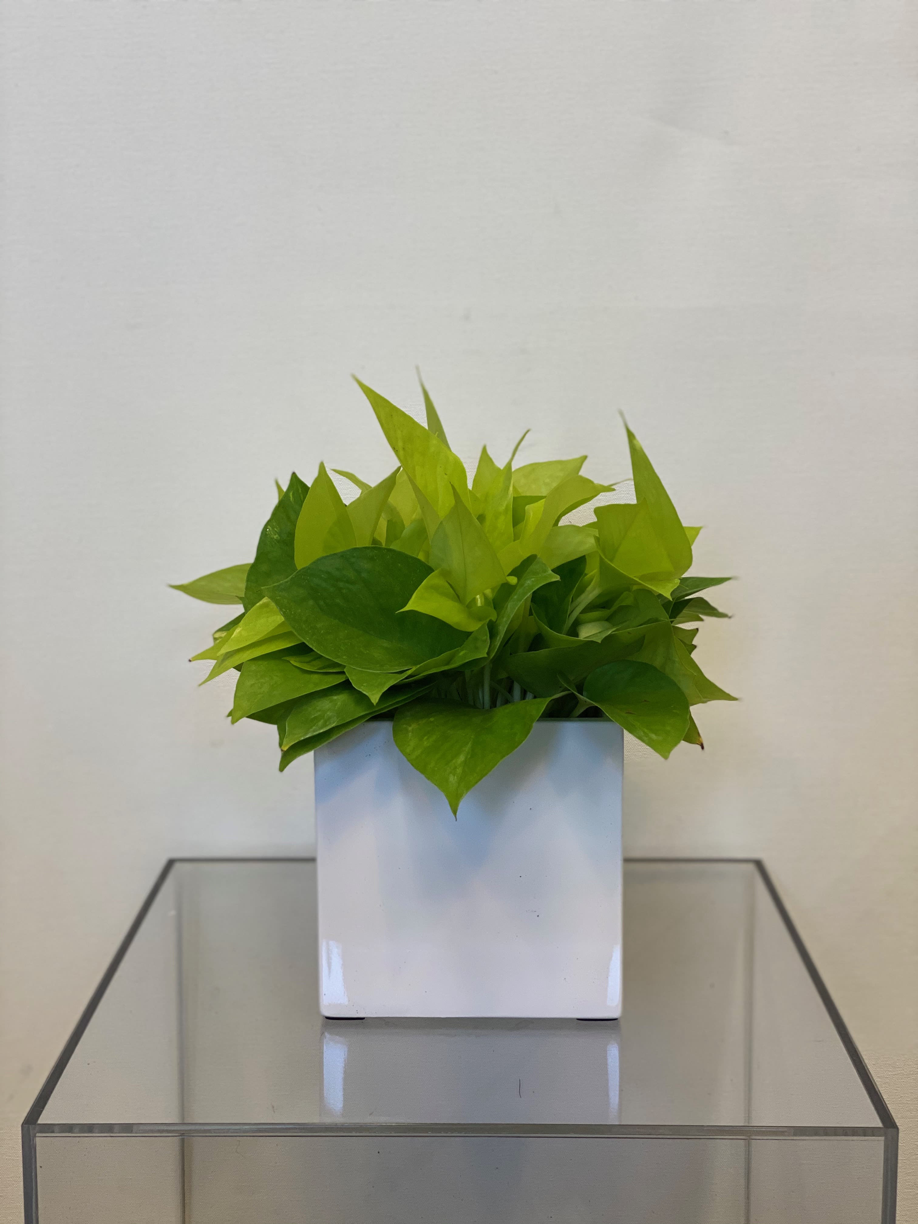 Lime Green Pathos in Boston, MA | ilex Designs