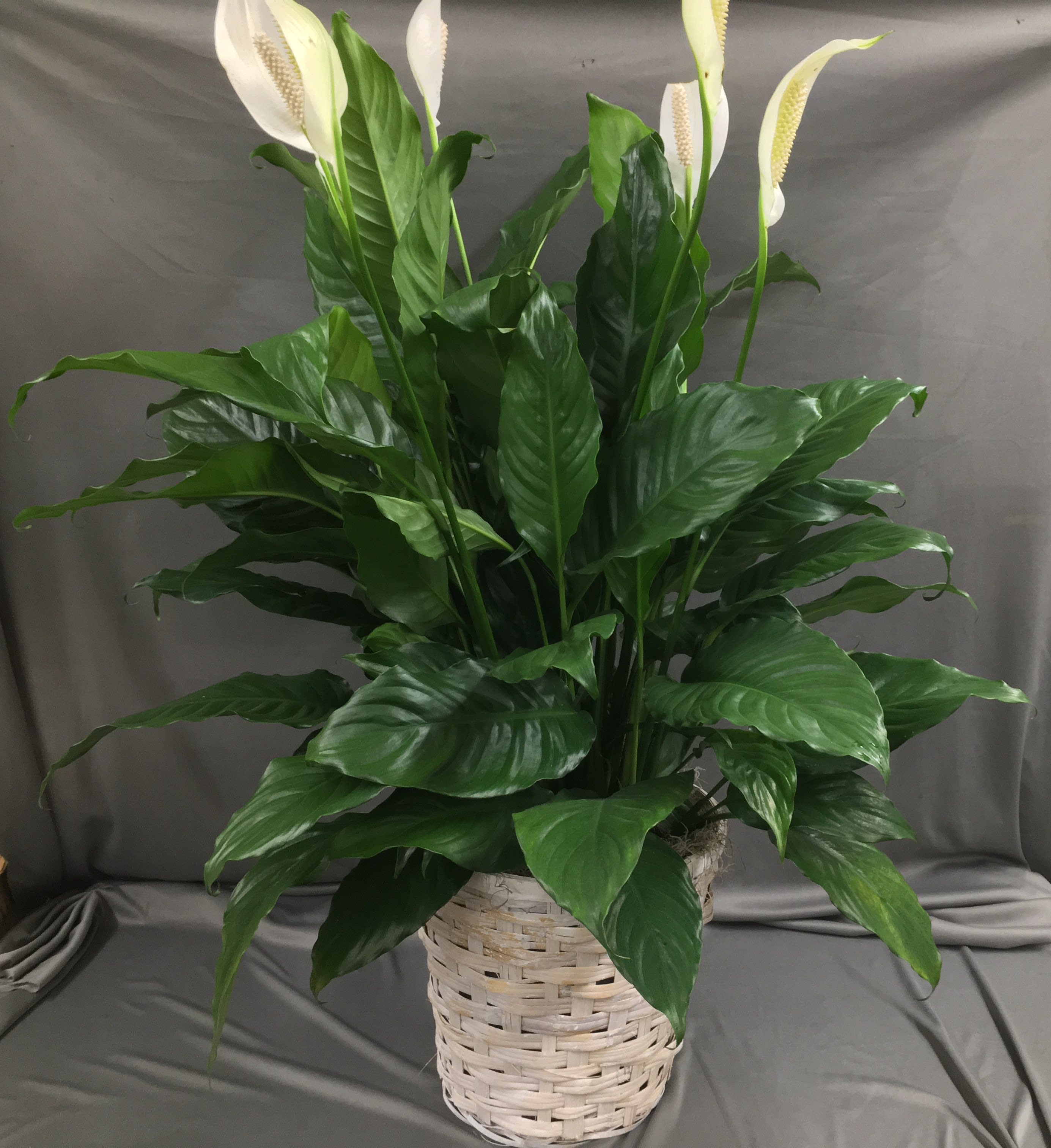 Spathiphyllum in Glenside, PA | Coupe Flowers Inc.