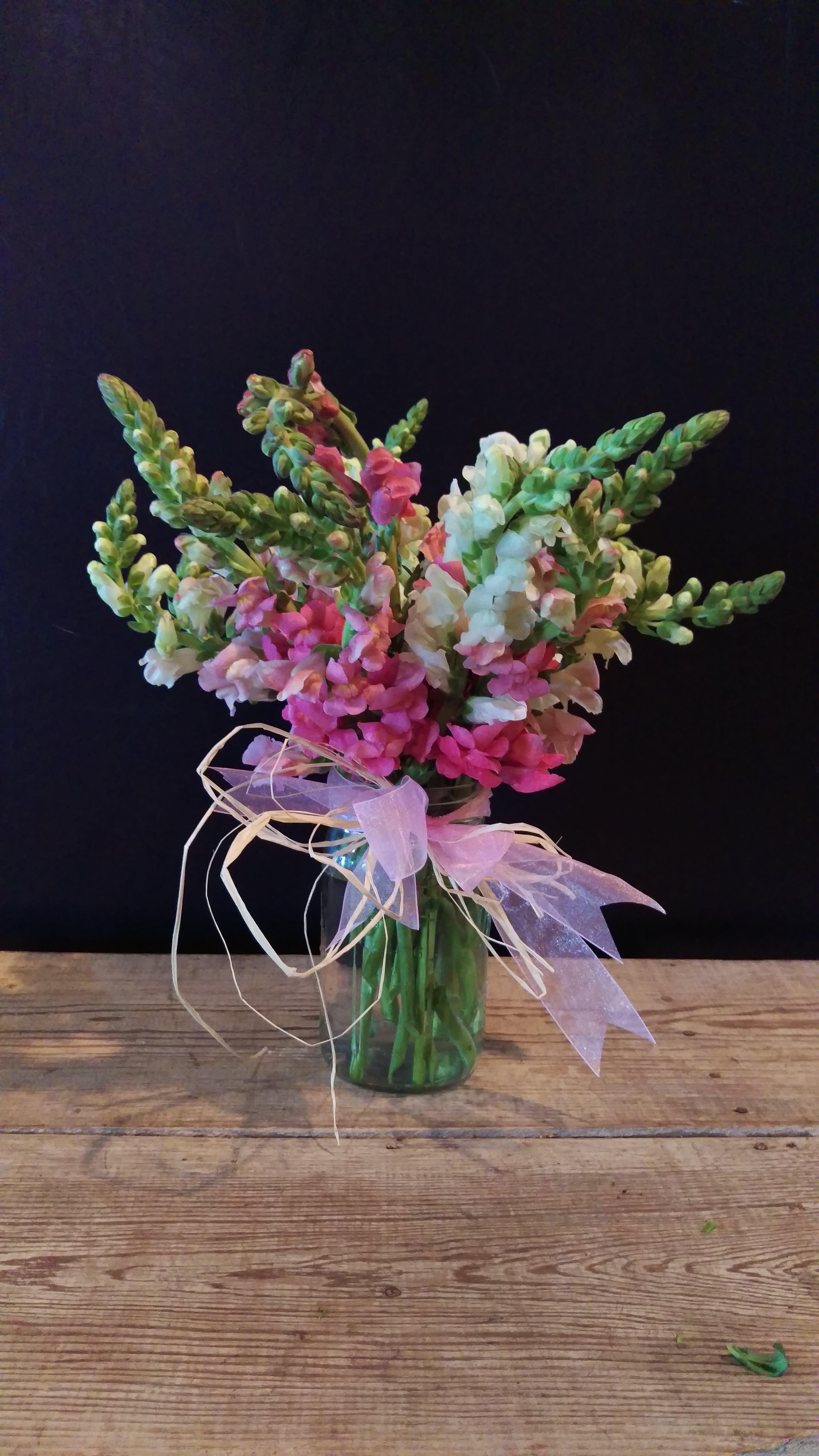 Snapdragon Gathering (colors vary) in Franklin, TN | Garden Delights ...