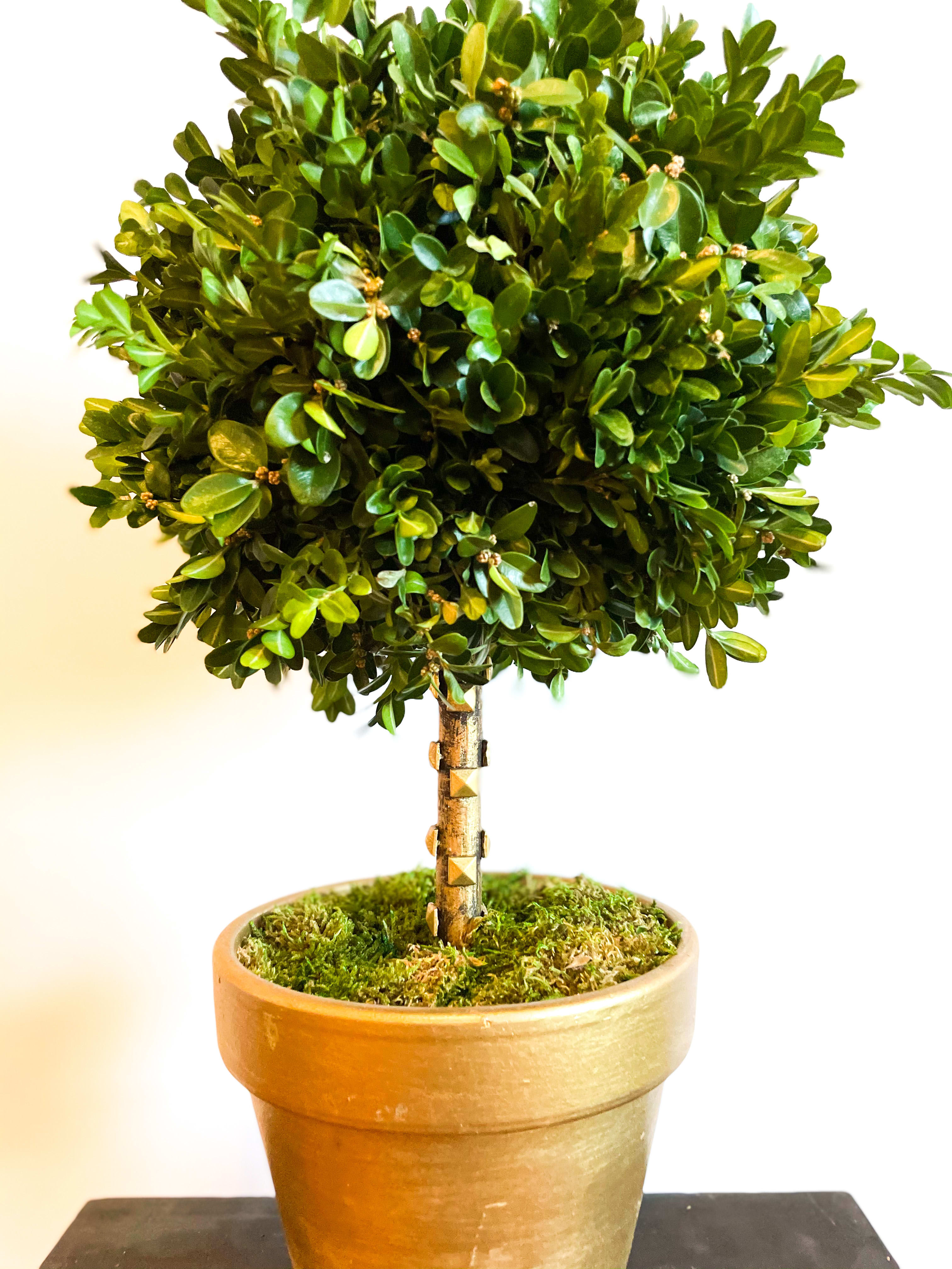 Handcrafted Boxwood Topiary Tree by The Arrogant Bloom