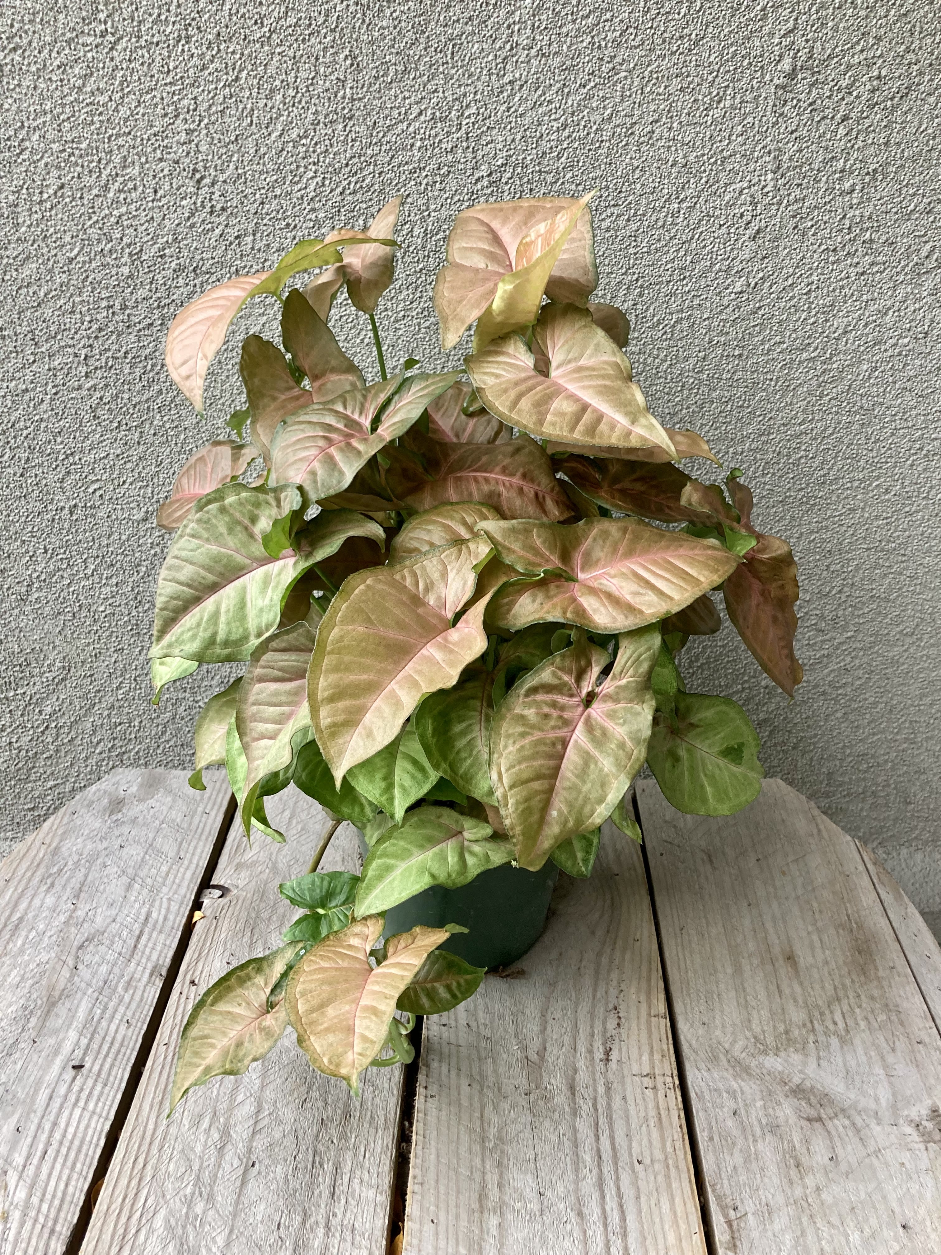 Nephthytis Strawberry Creamby The Rustic Root