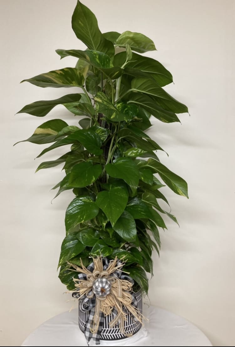 Pole Ivy in a Pot in Temple, TX | Woods Flowers