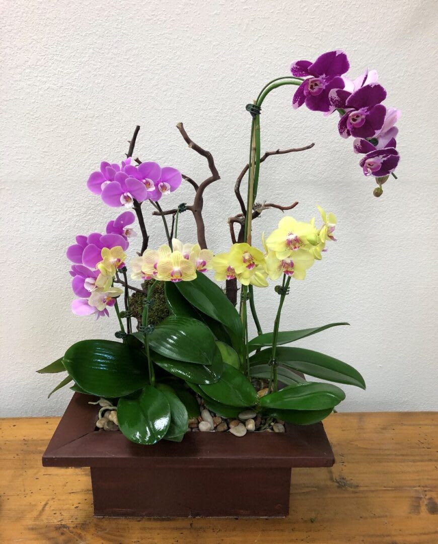 ROYAL ORCHIDS in Huntington Beach, CA | Petals Flowers & Orchids