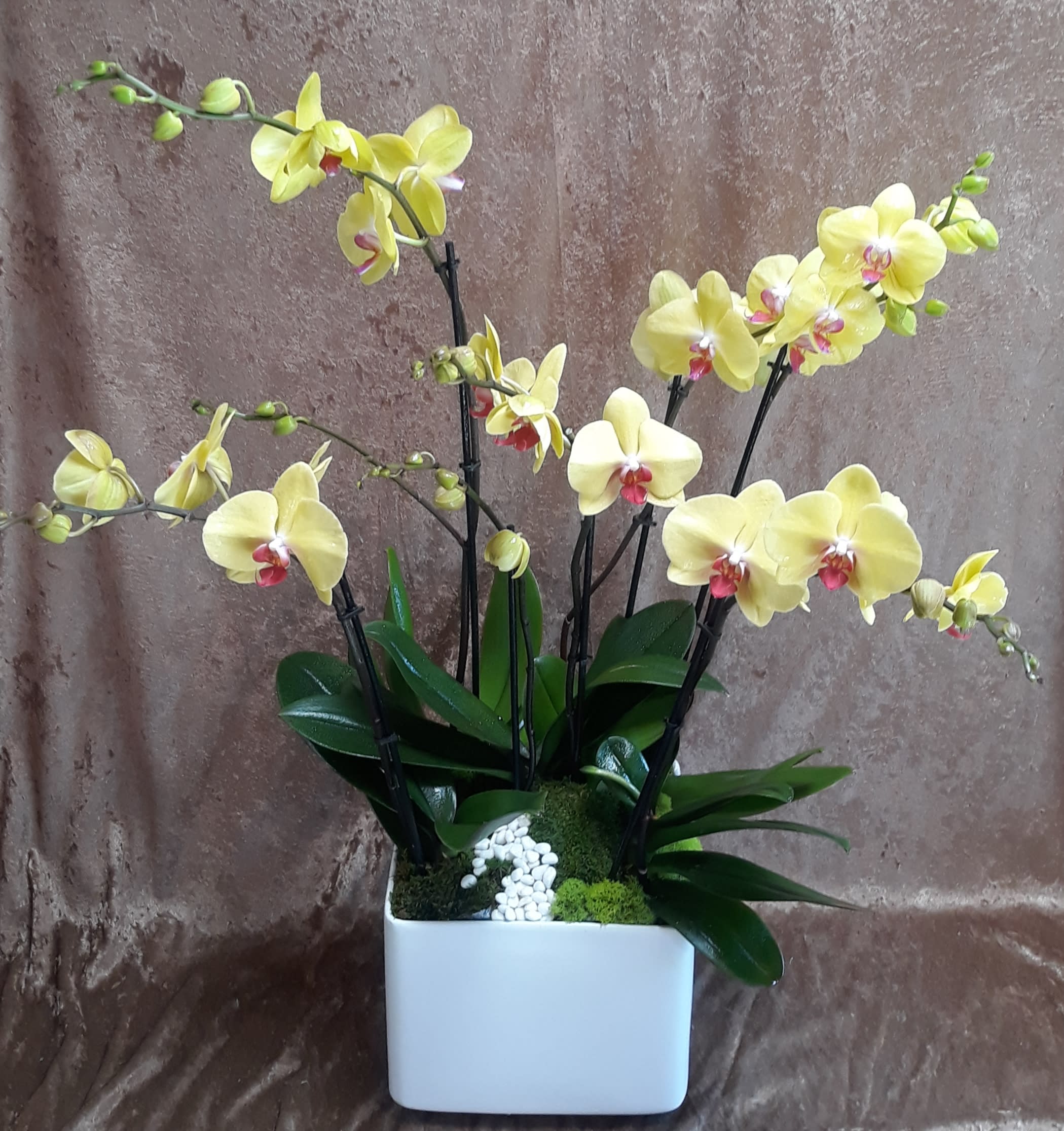 Yellow Phals for you in Los Angeles, CA | Andre's House of Floral Design