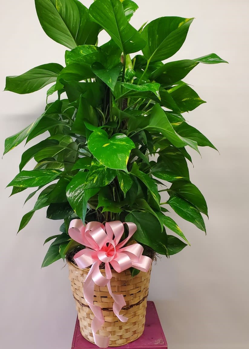 tottem pole ivy by The Chocolate Rose in Pasadena, TX | The Chocolate Rose