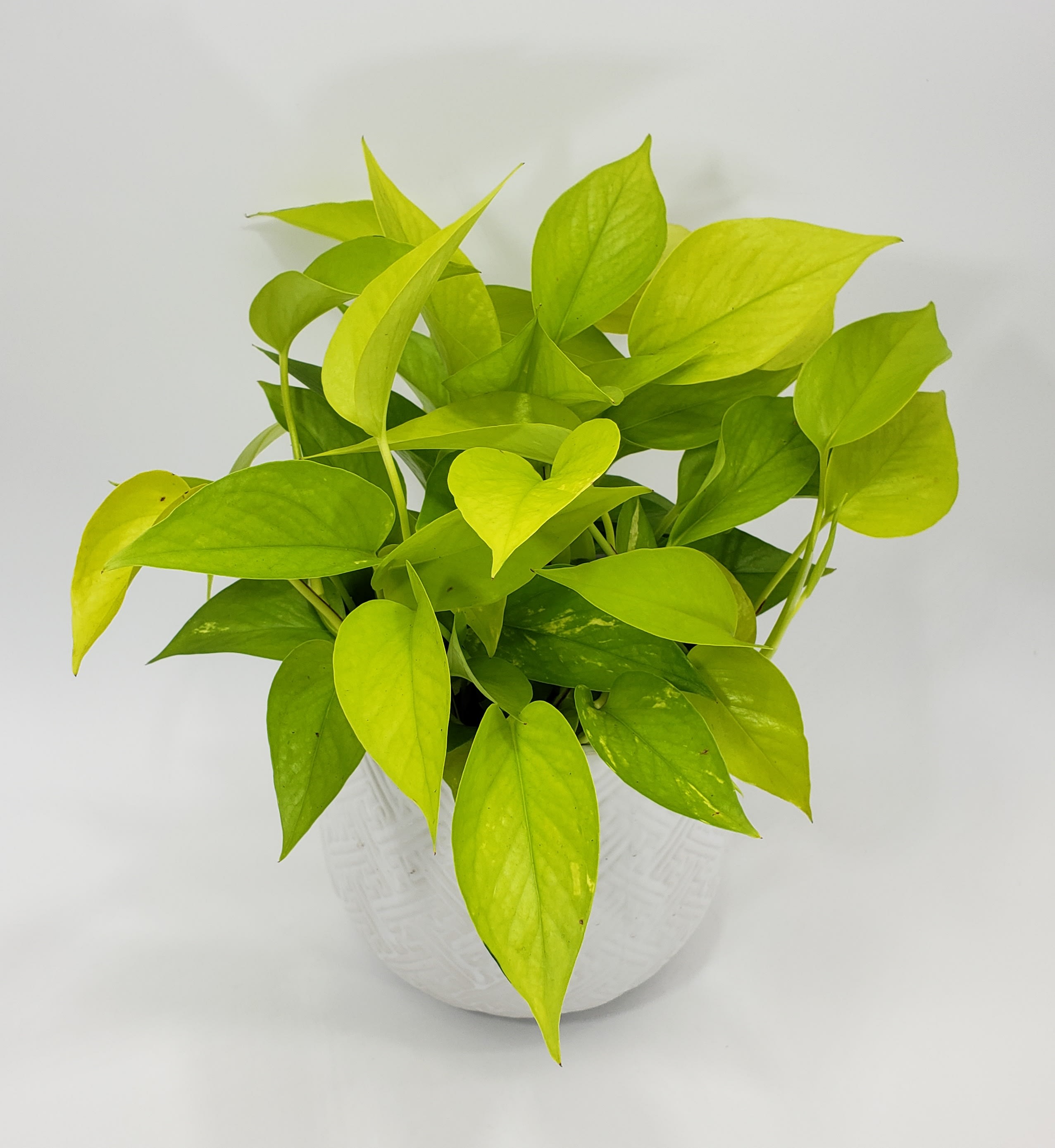 Neon Pothos in Ozark, MO | Hazel's Flowers