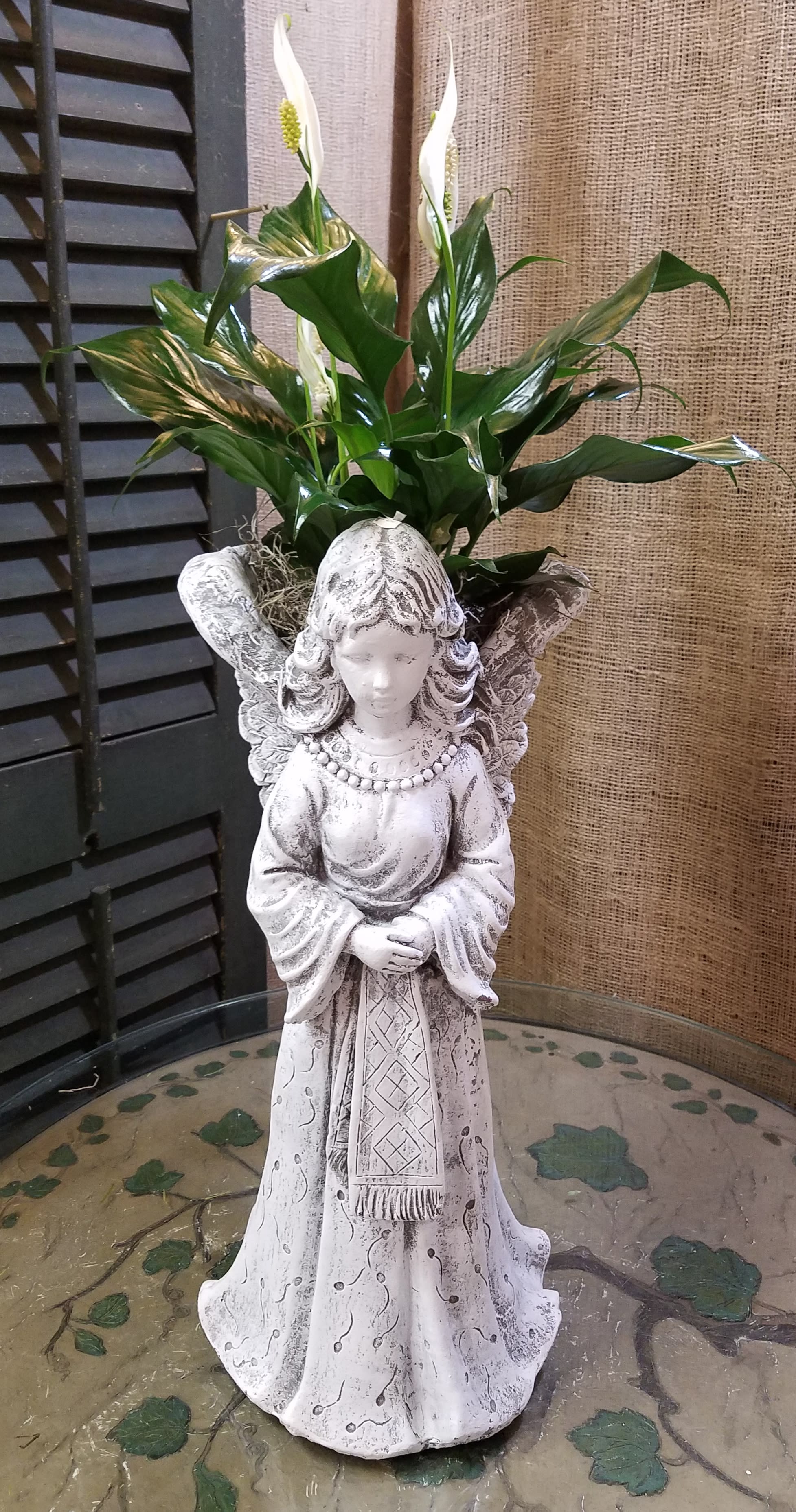 Angel Planter with Peace Lily in Wapakoneta, OH | Haehn Florist ...