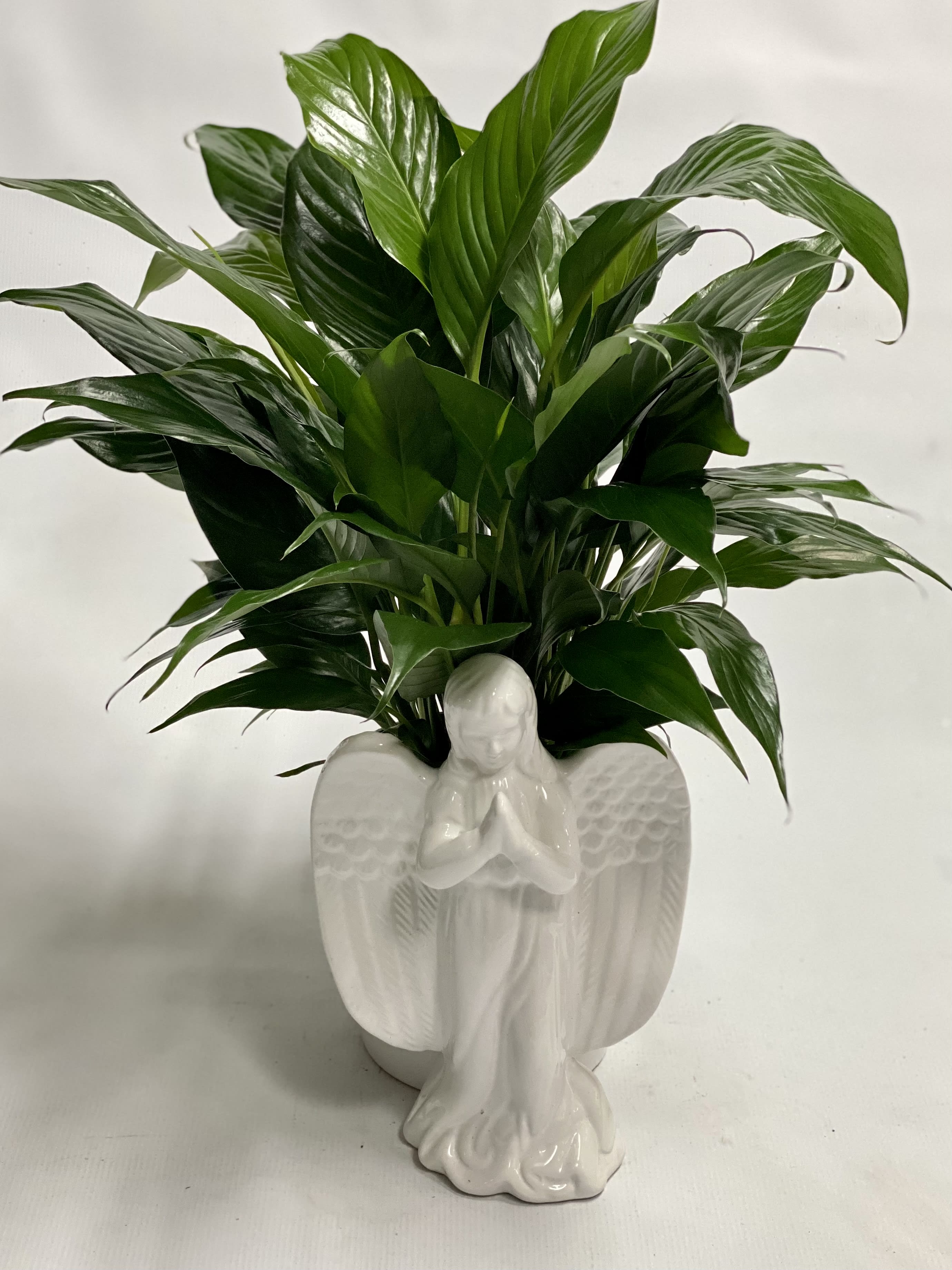 Praying Angel Peace Lily in Philadelphia, PA | Philadelphia Flower Co.