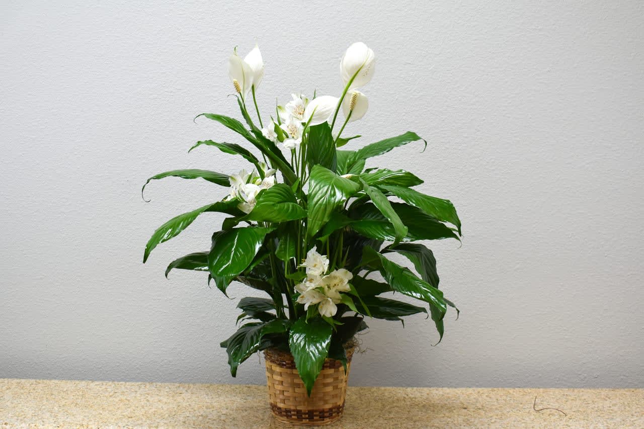 TLSP Spath with Fresh Cut Flowers in San Antonio, TX | TLS Florist