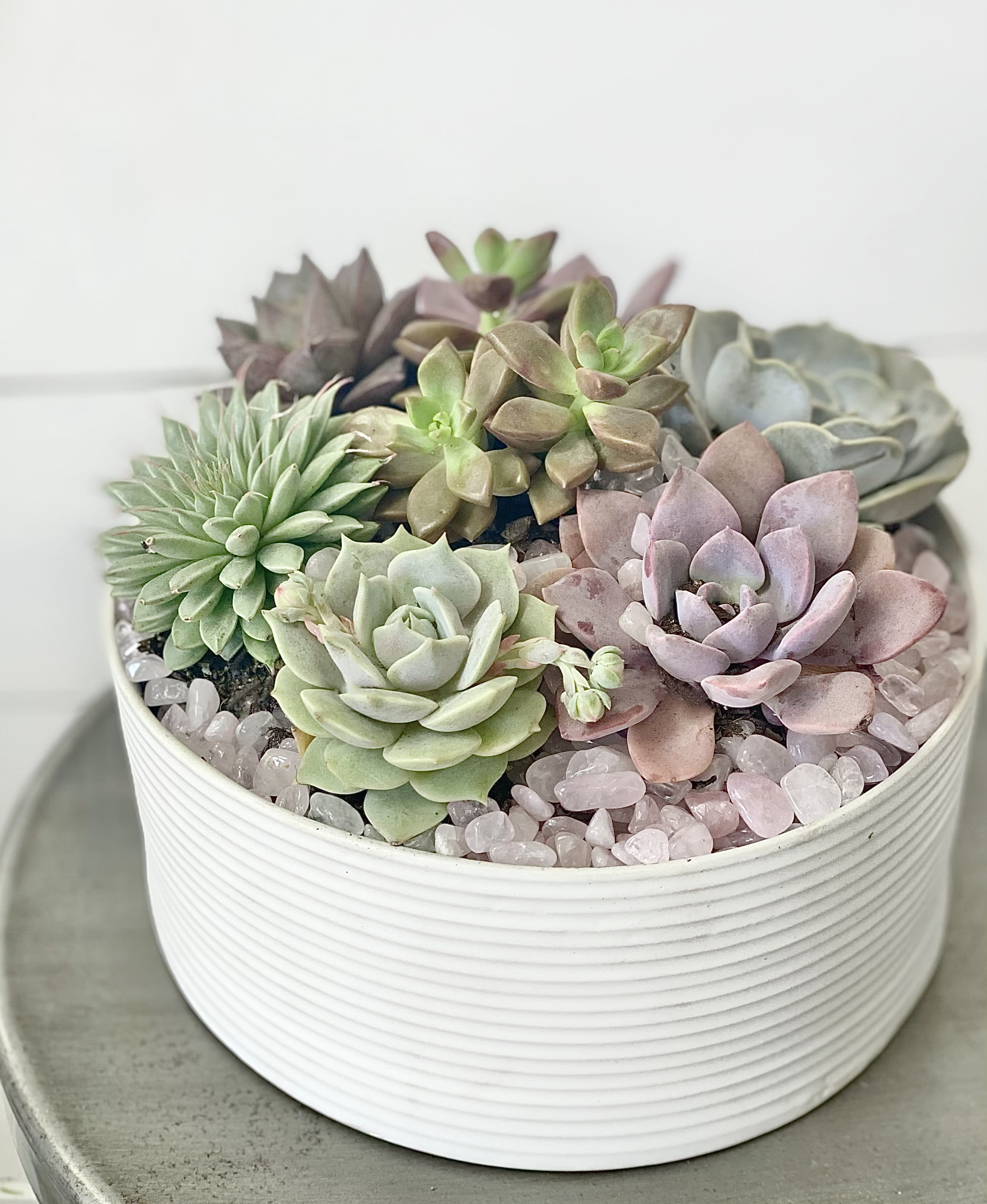 Succulent Planter in Savannah, GA | Urban Poppy