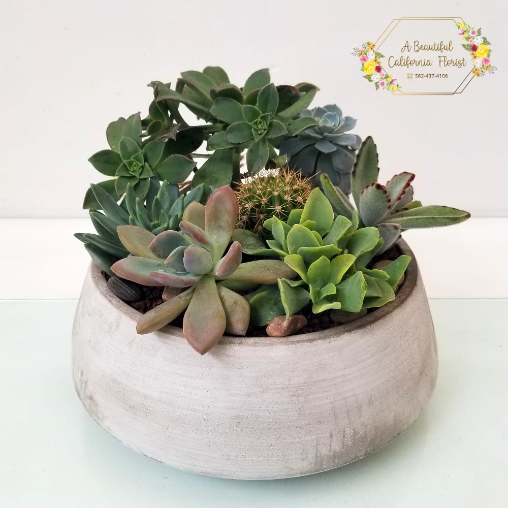 Medium Succulent Garden in Long Beach, CA | A Beautiful California Florist