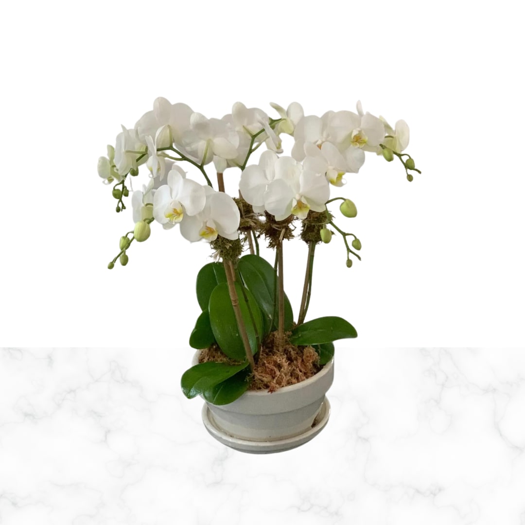 Hampton's Summer Season 6 Stem Mini White Phalaenopsis Orchid Planter ...