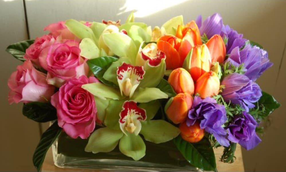 Color Rush in Washington, DC | English Rose Garden