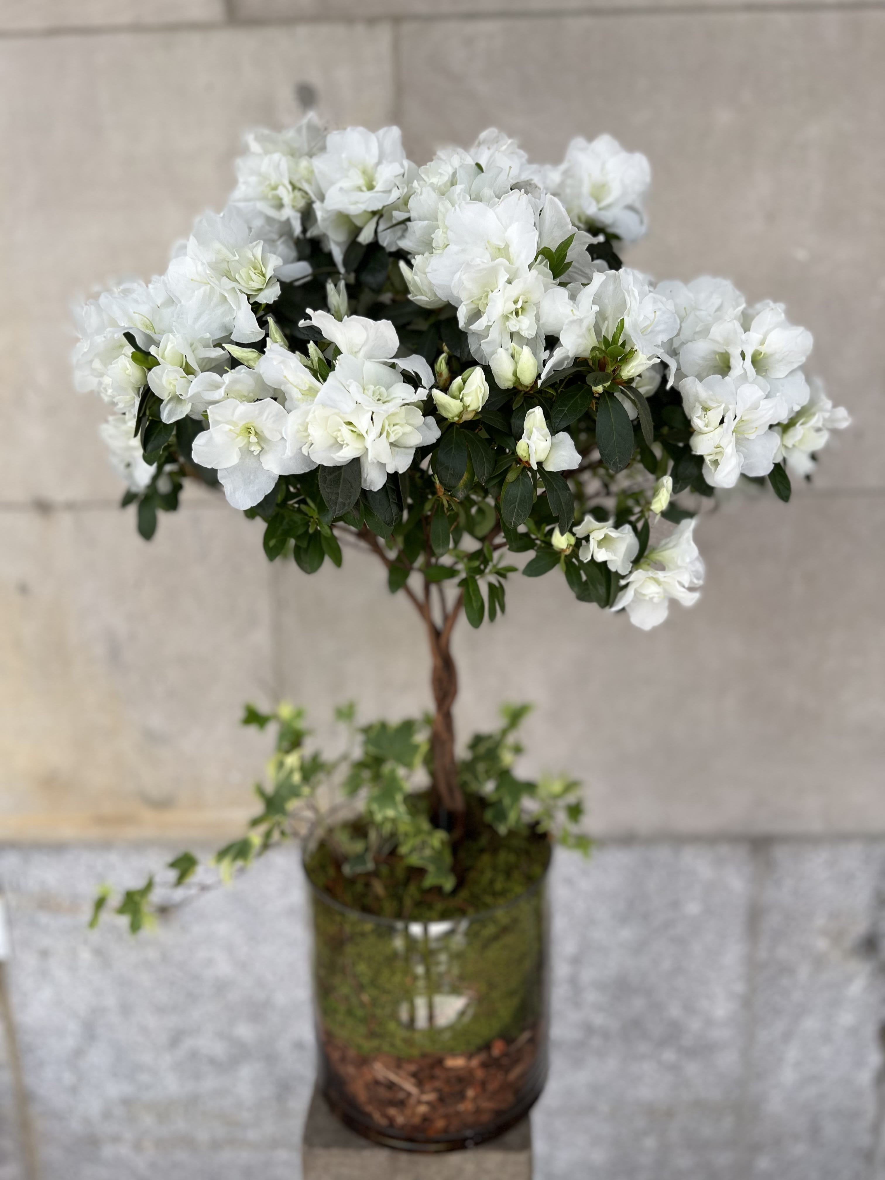 "The Master's Azalea" in New York, NY | Flowers by Philip