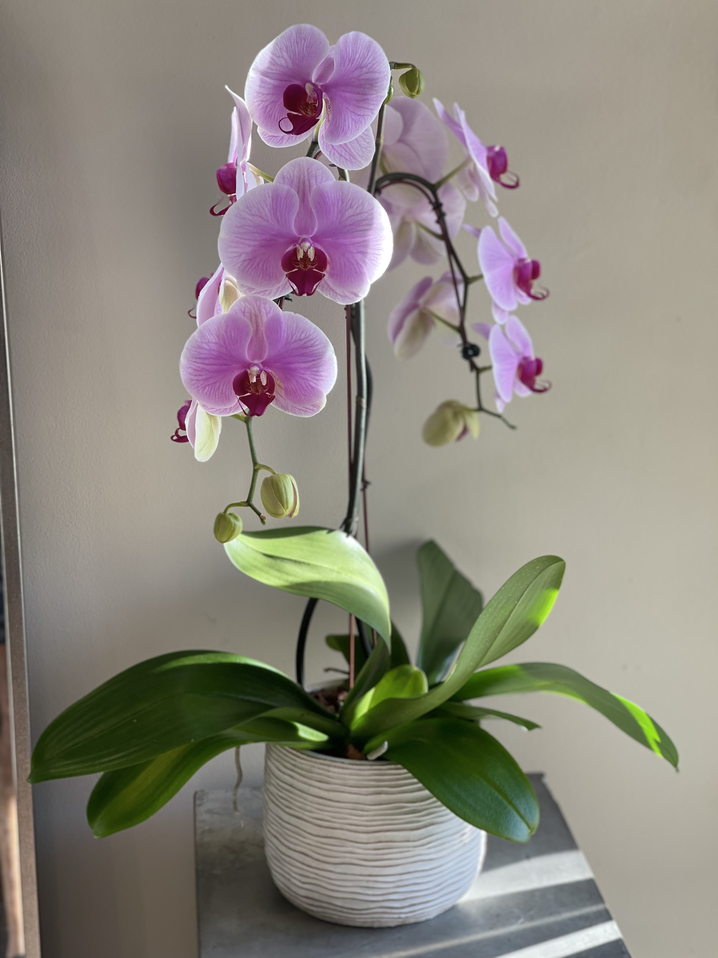 Orchidea doppia rosa (Double pink orchids) in Studio City, CA | Dolce ...