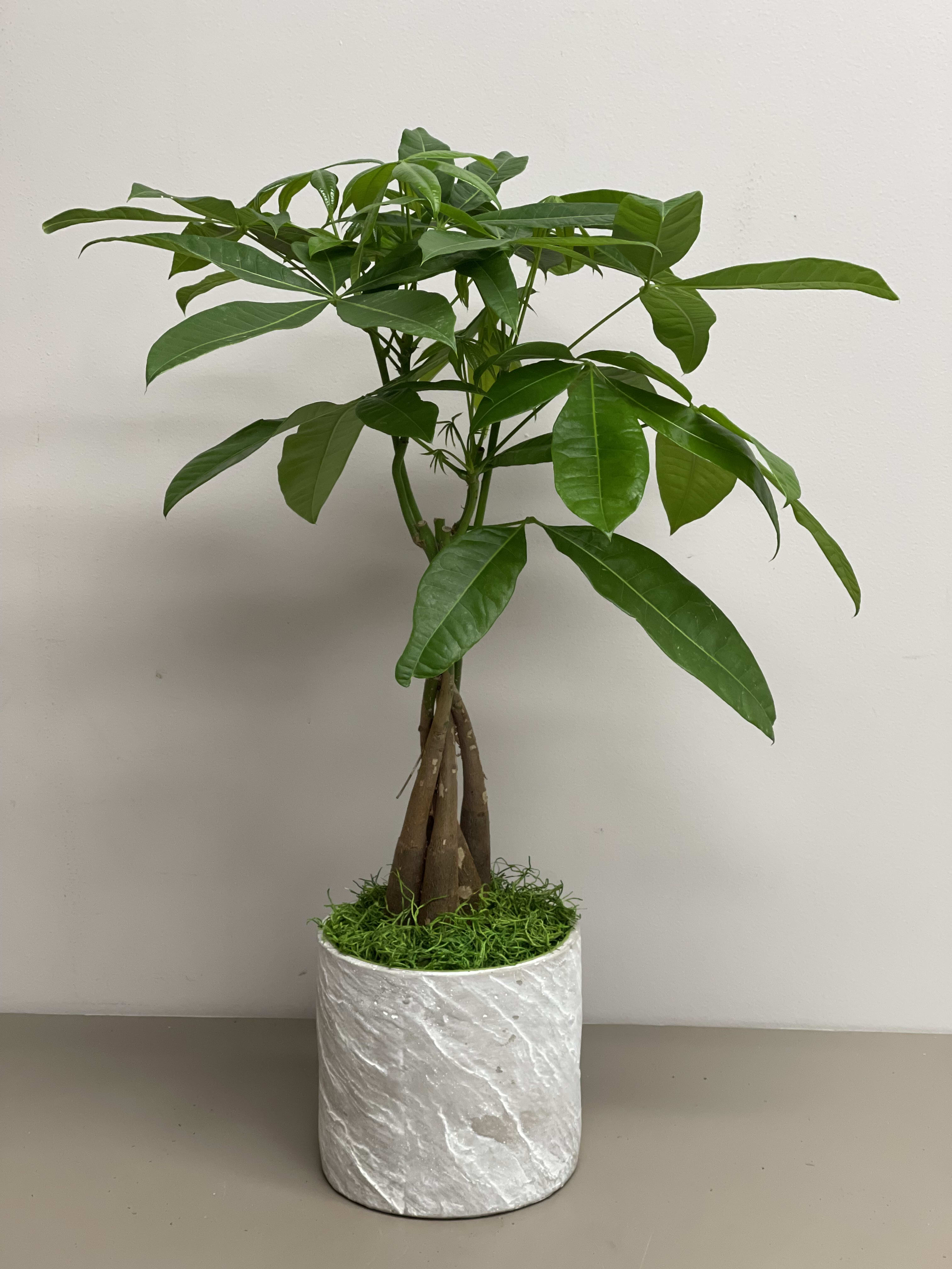 Money Tree in Calabasas, CA | Florentyna's Fine Flower Company