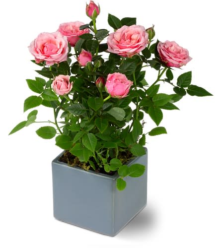 Miniature Rose Bush In Alexandria Va The Virginia Florist
