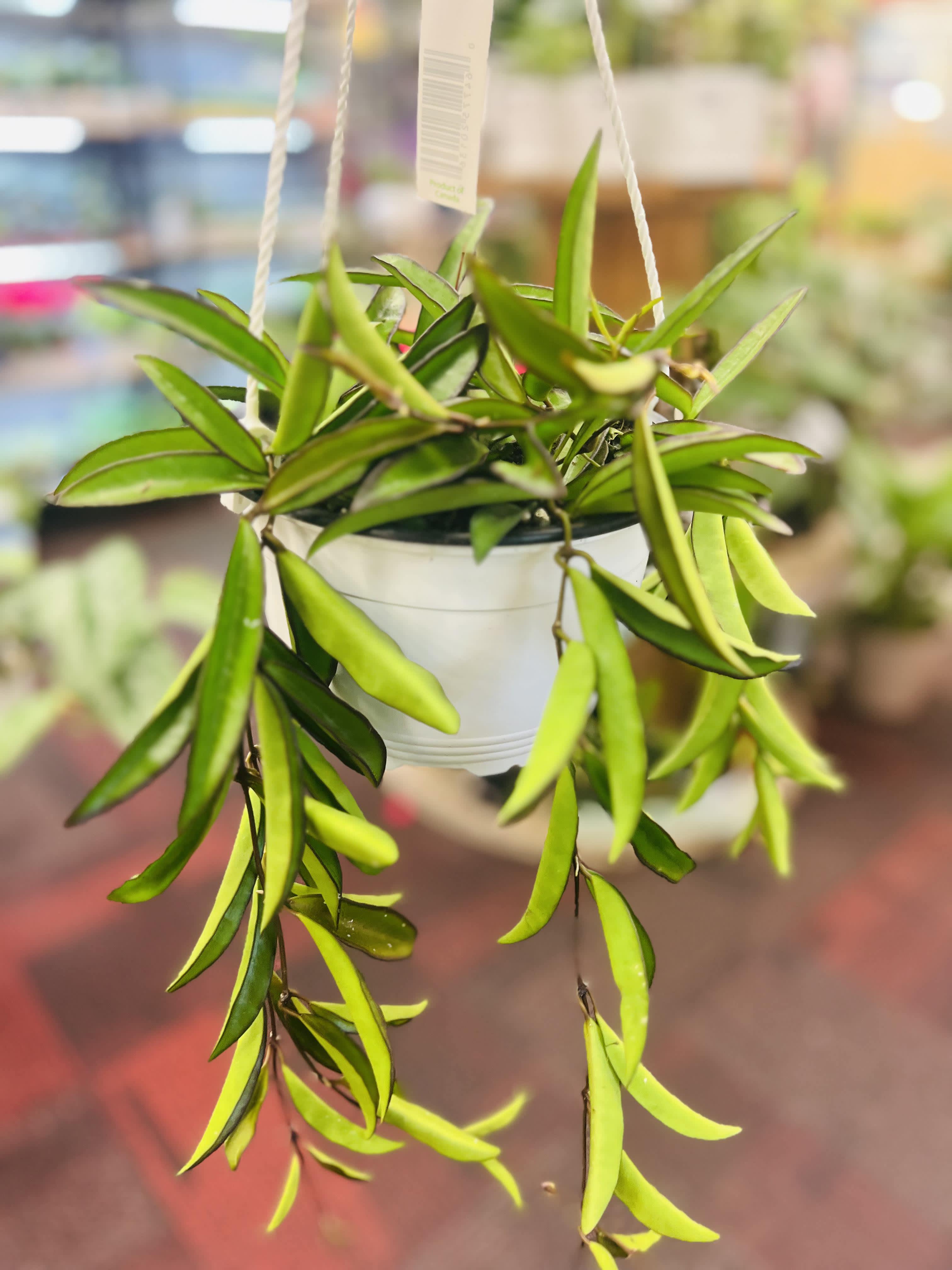Hoya Wayetii in Regina, SK | Heavenly Plants