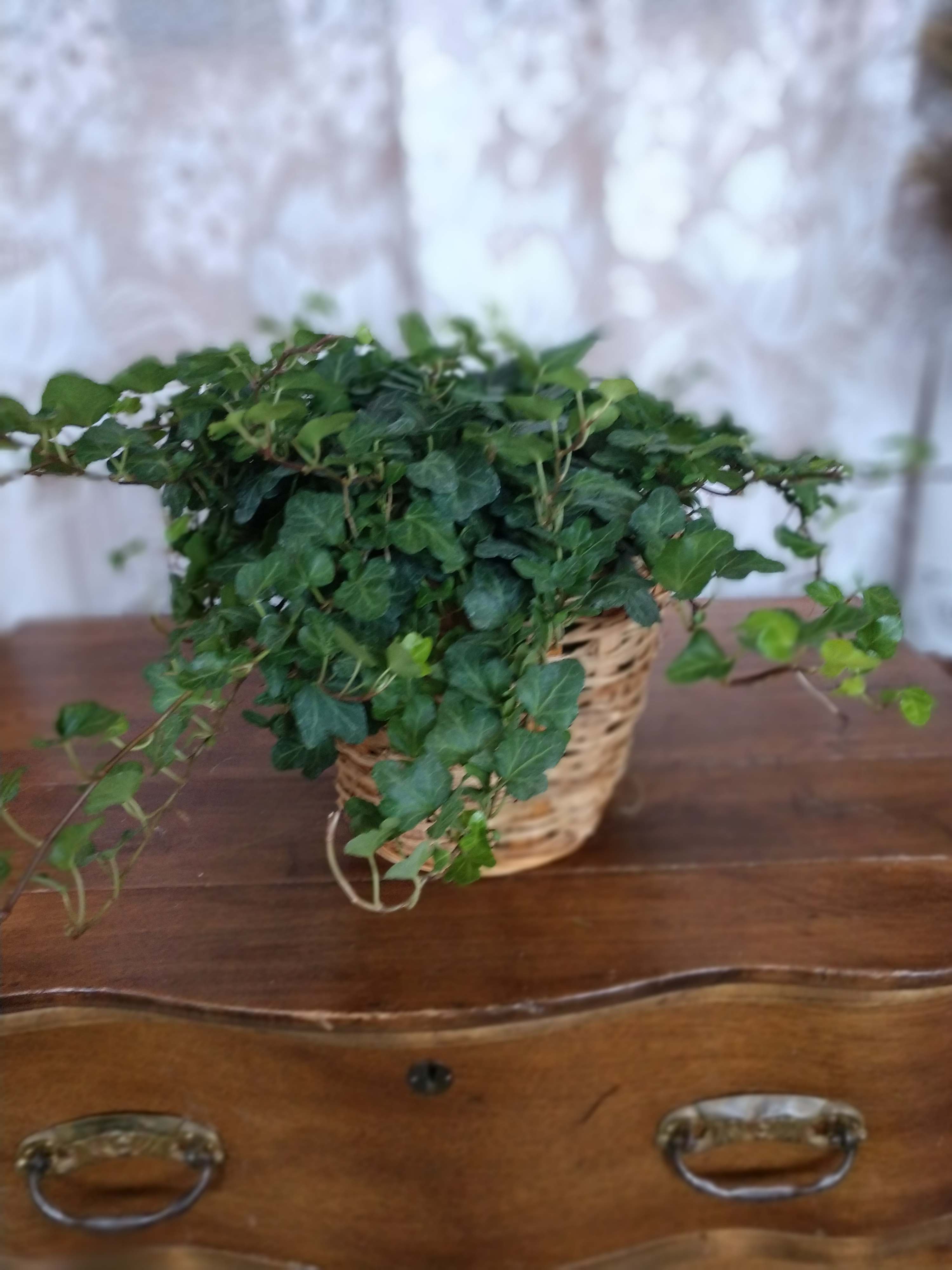 Ivy in Downing, WI | Flowers By Nicole