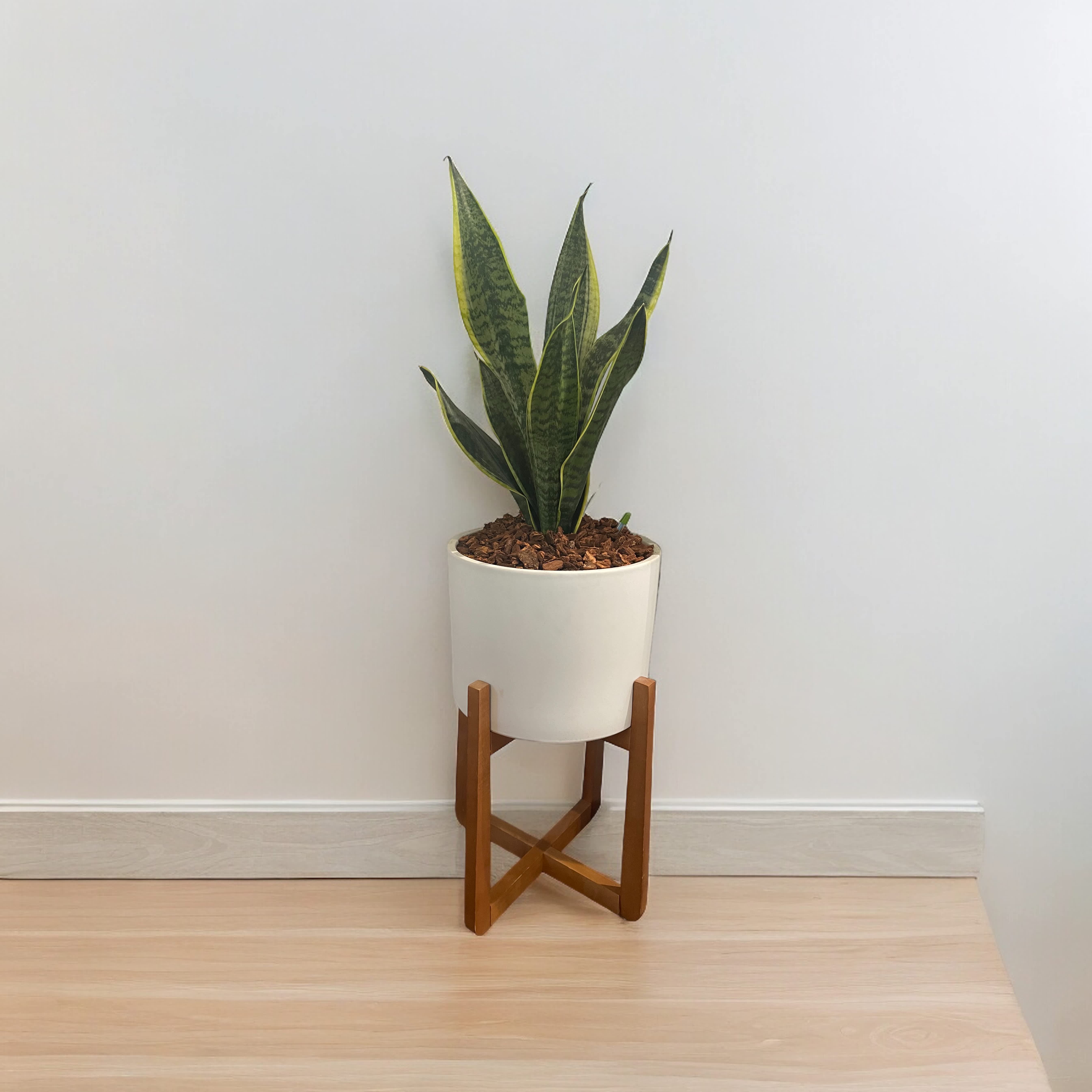 Rooted Serenity: Elevated Snake Plant Ensemble by Embrace Rootsby ...