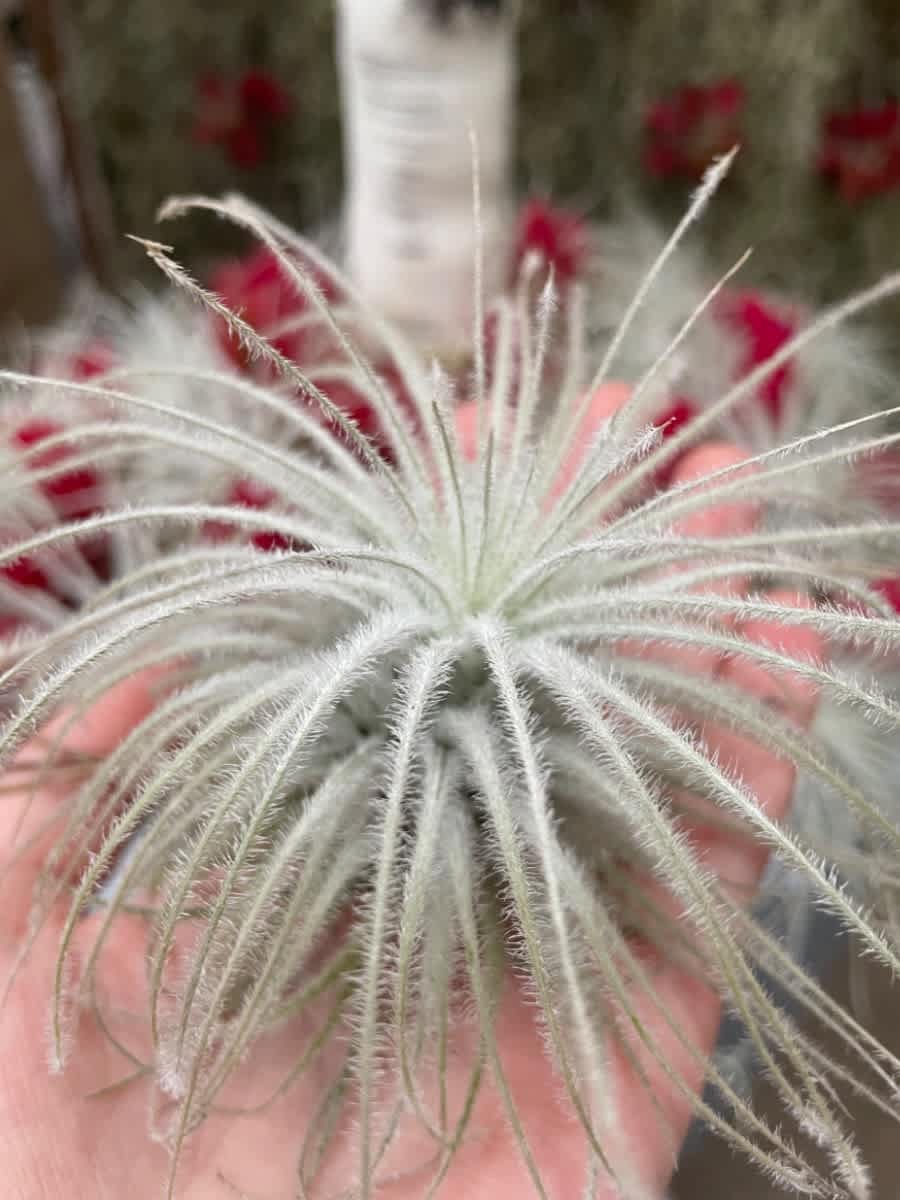 Tillandsia tectorum by Airplant Alchemy