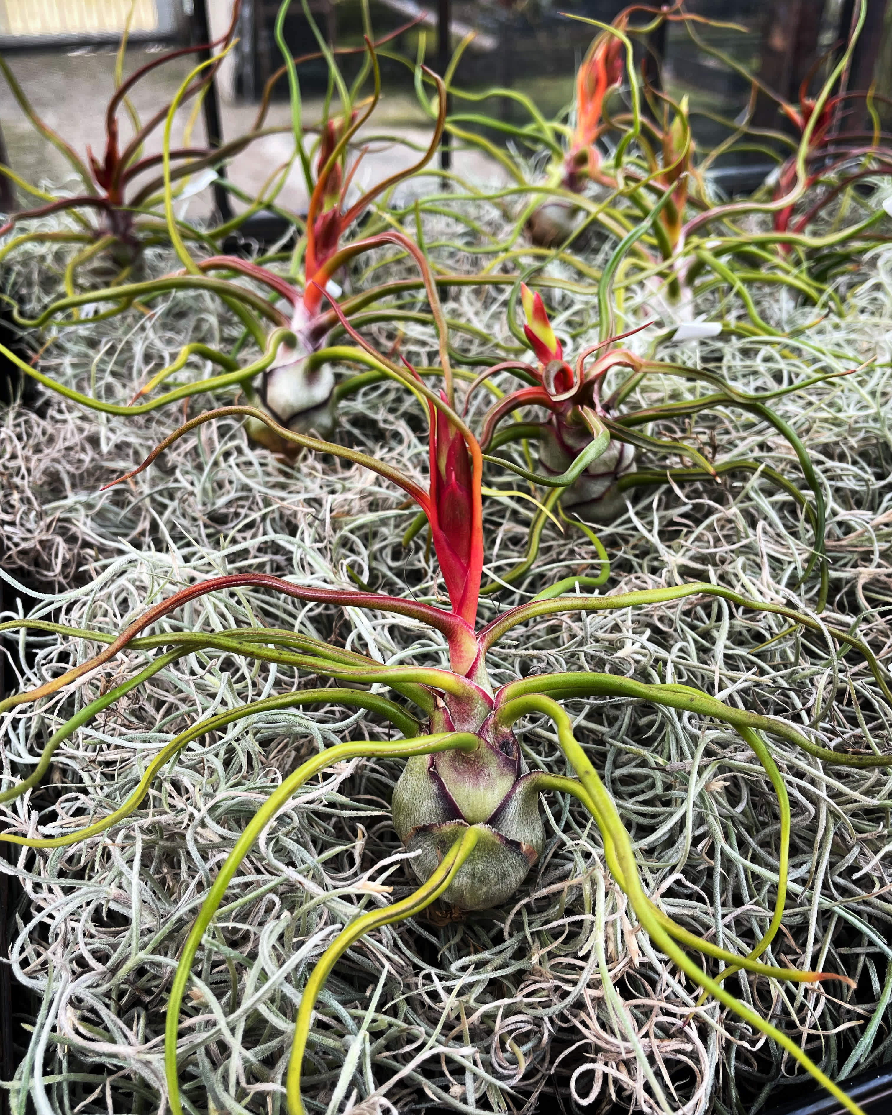 Tillandsia bulbosa by Airplant Alchemy
