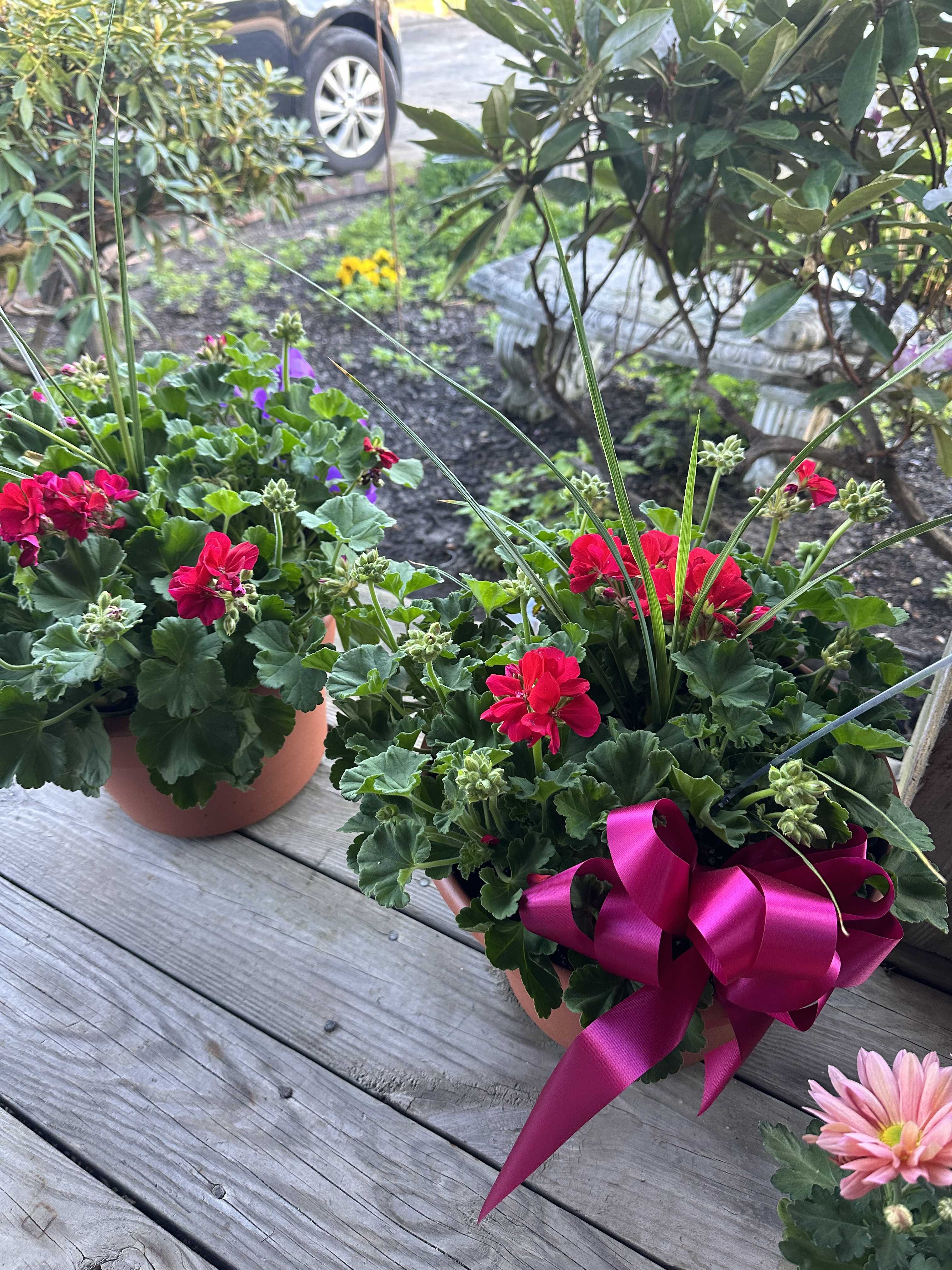 Flowering Geranium Planter by Your Local Florist