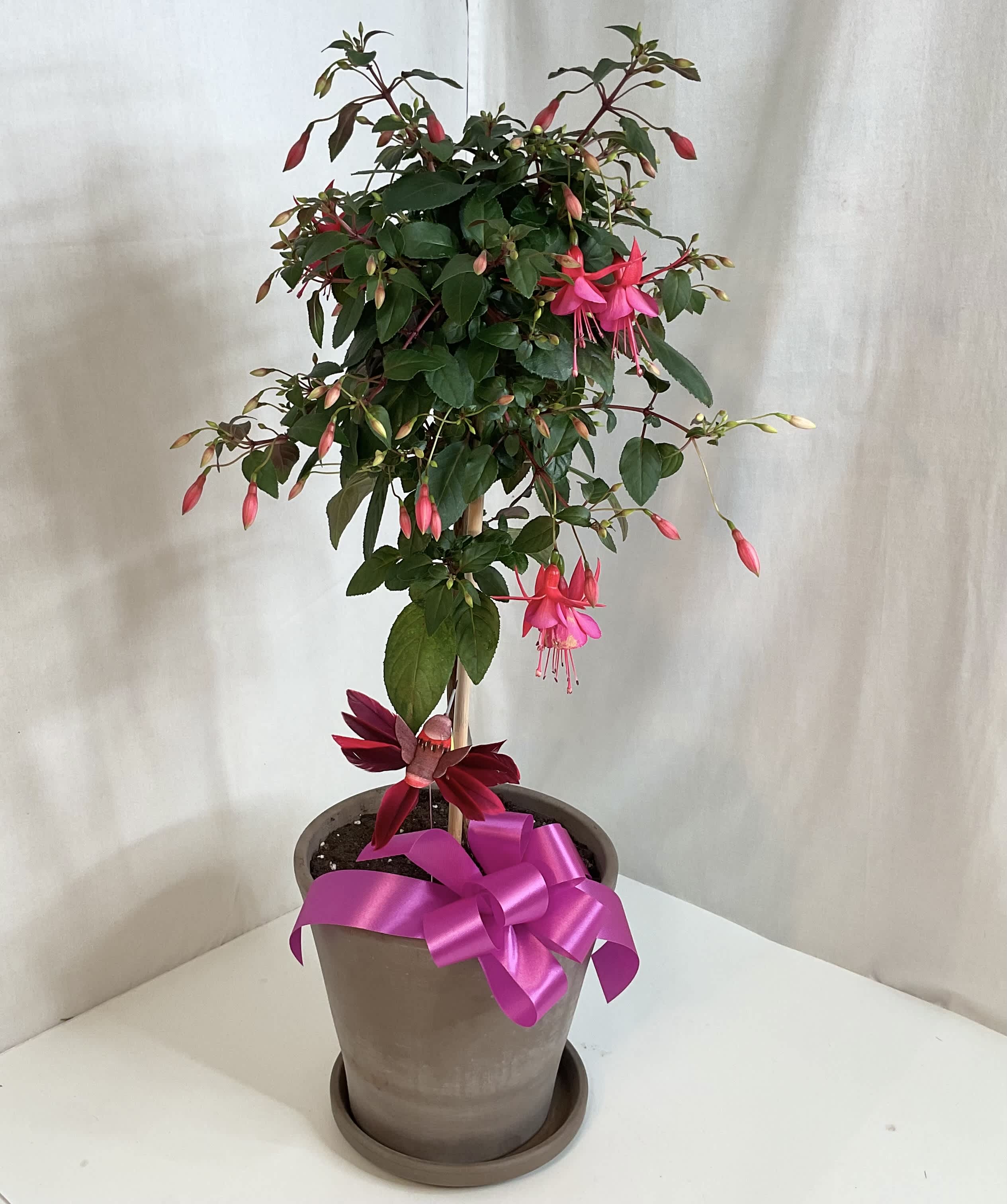 Fuchsia Topiary by Michaleen's Florist & Greenhouse