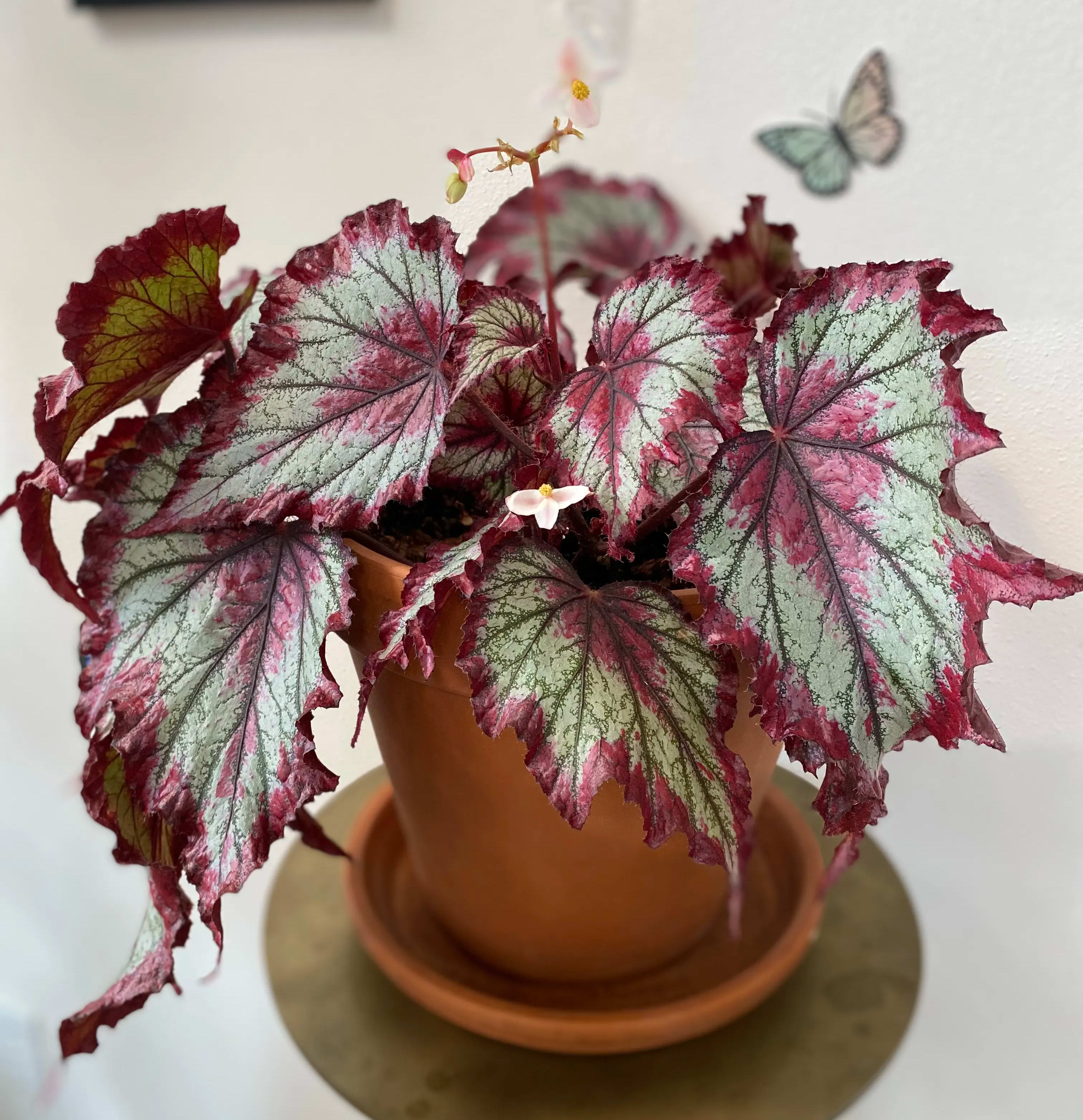 Rex Begonia Plant by Sweet Alice