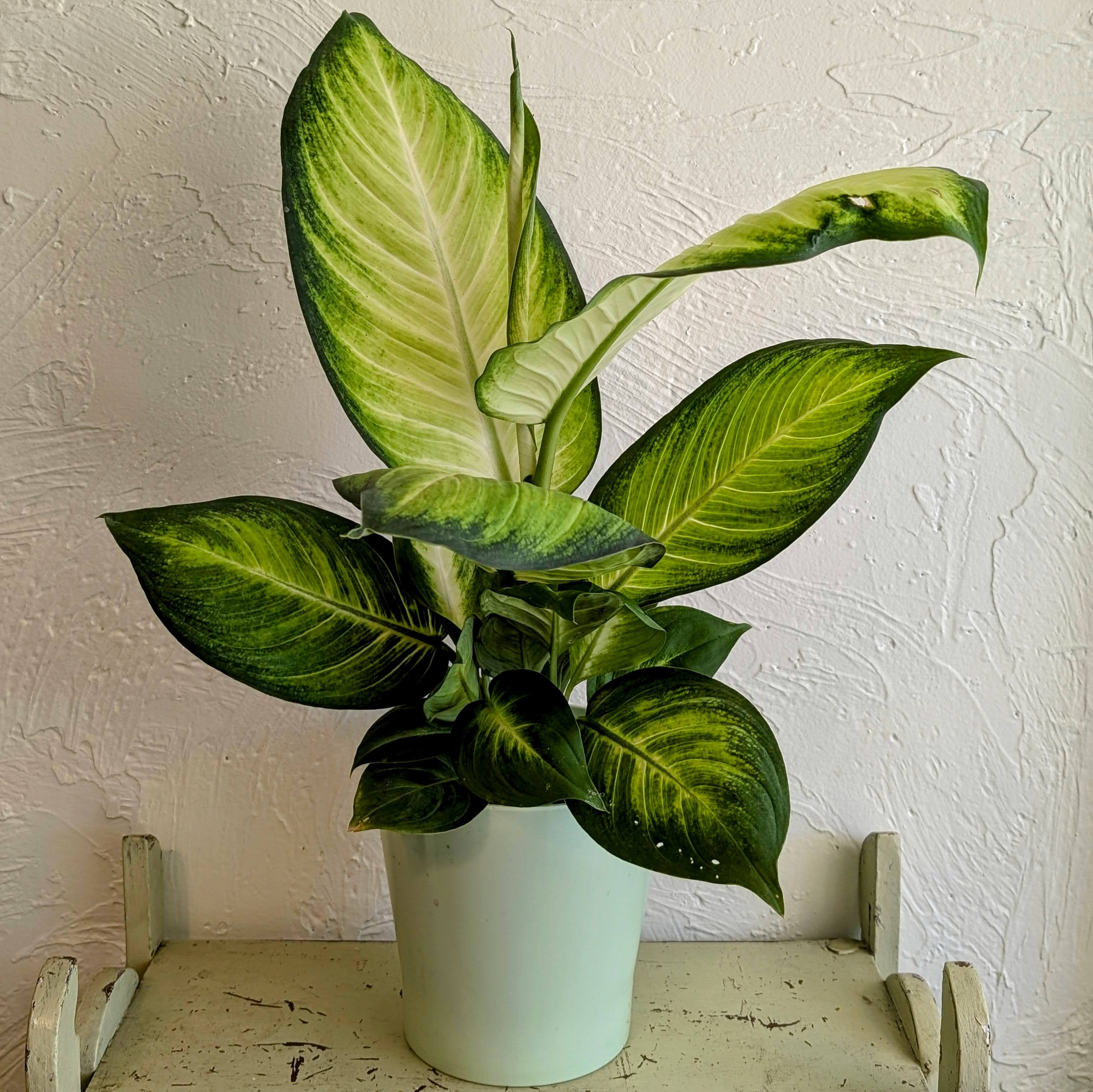 Dieffenbachia Compacta (Dumb Cane) by Jayne's Flowers