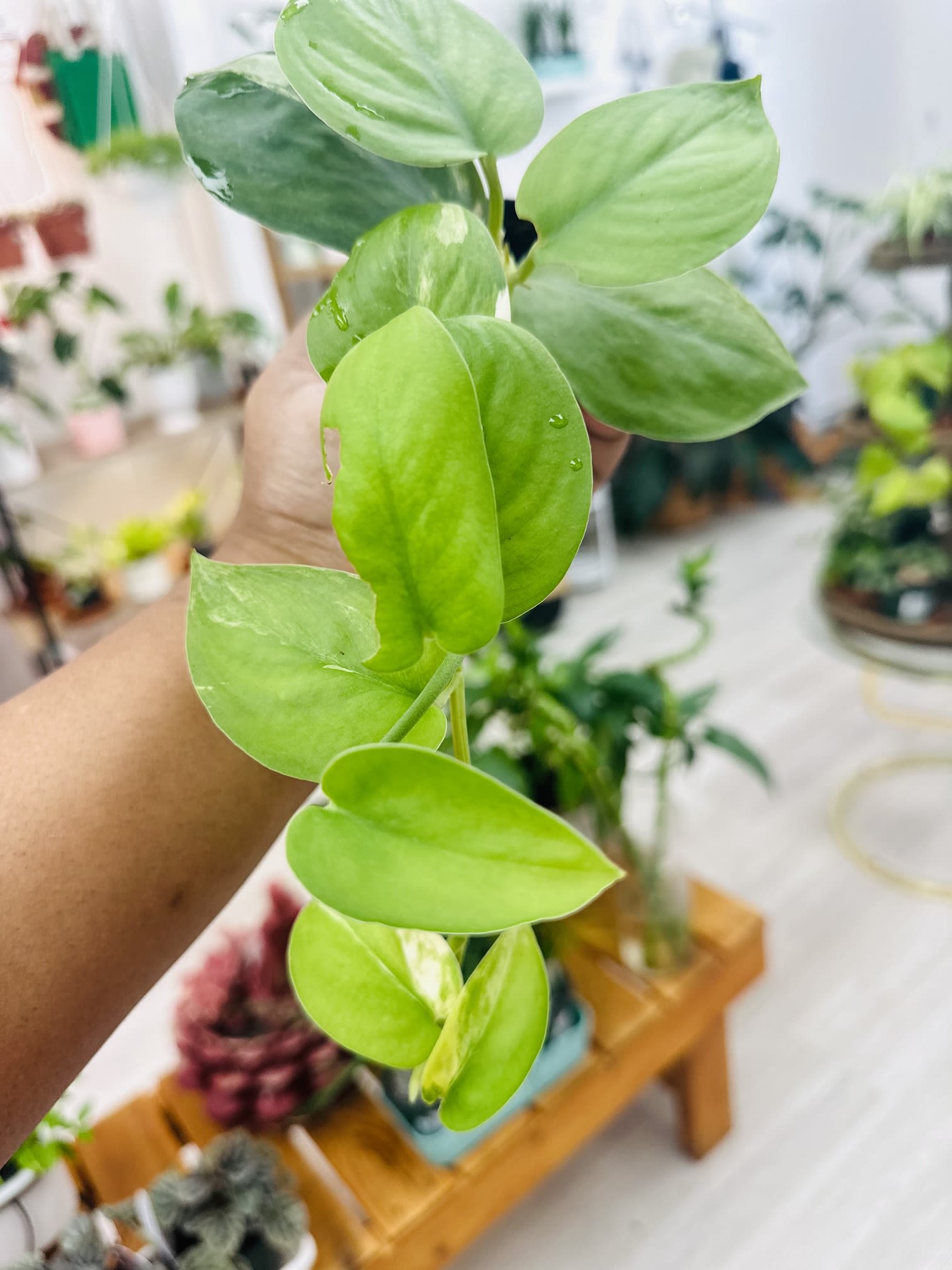 Scindapsus Jade Satin Variegated medium in Regina, SK | Heavenly Plants