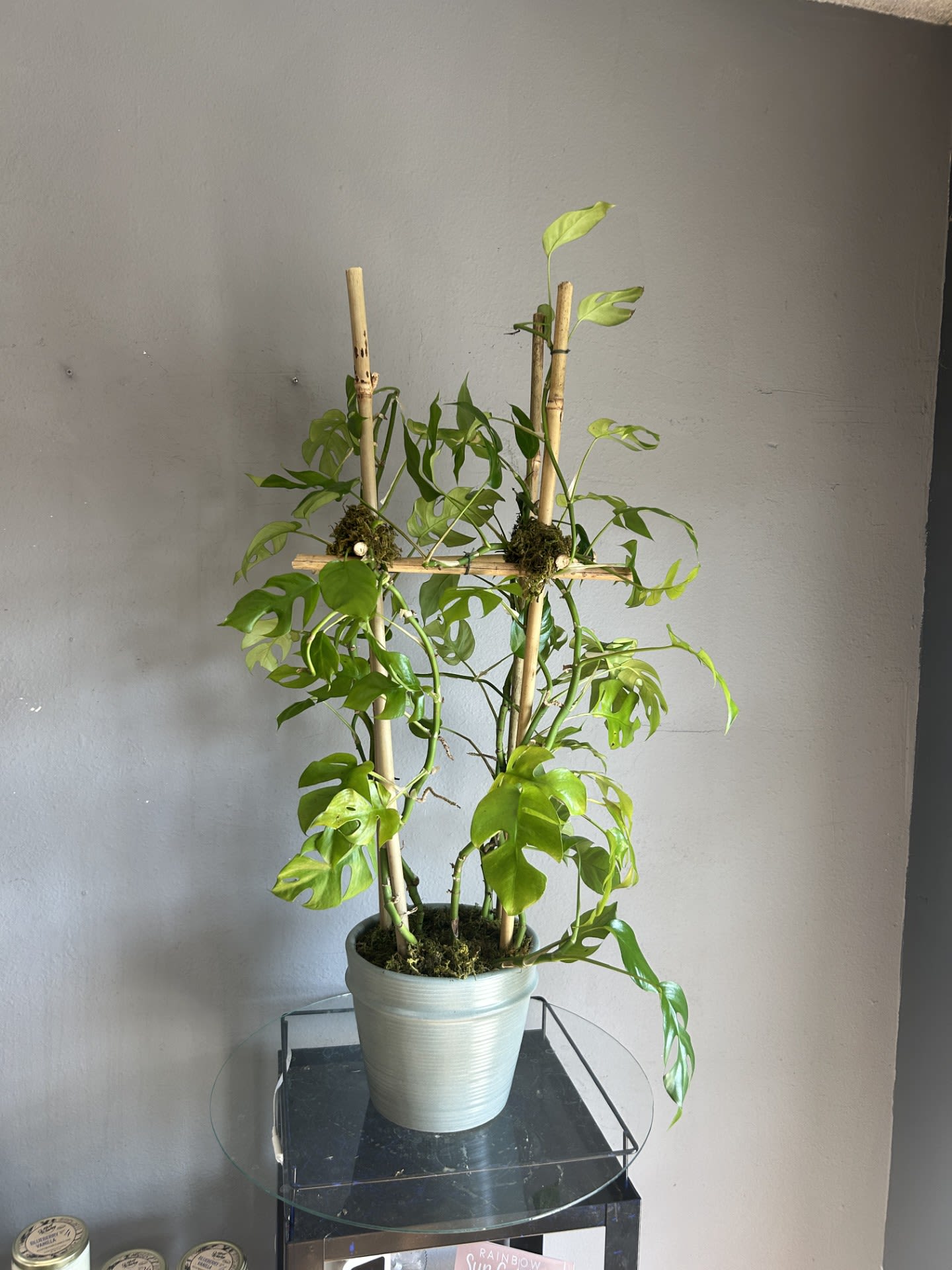 Monstera Dreams by The Dizzy Daisy