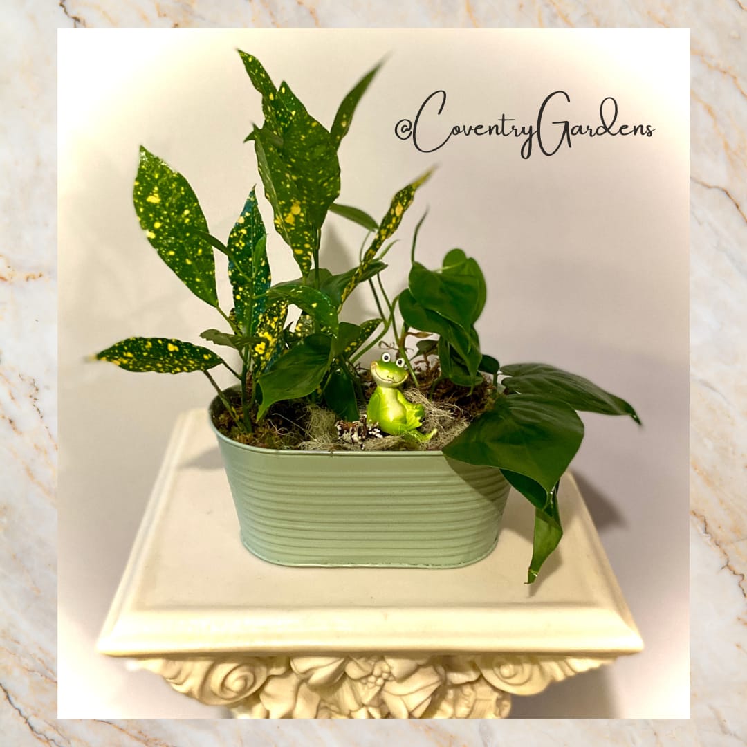 Frog Garden by Coventry Gardens of London