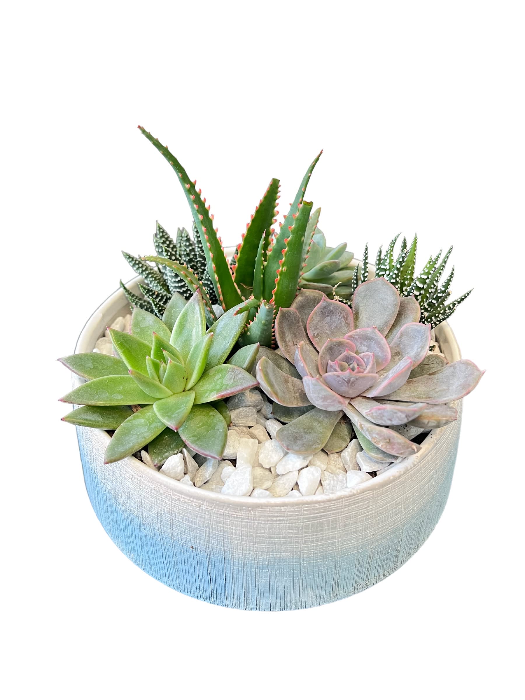 Spring Succulent Garden by Wagner Floral Designs