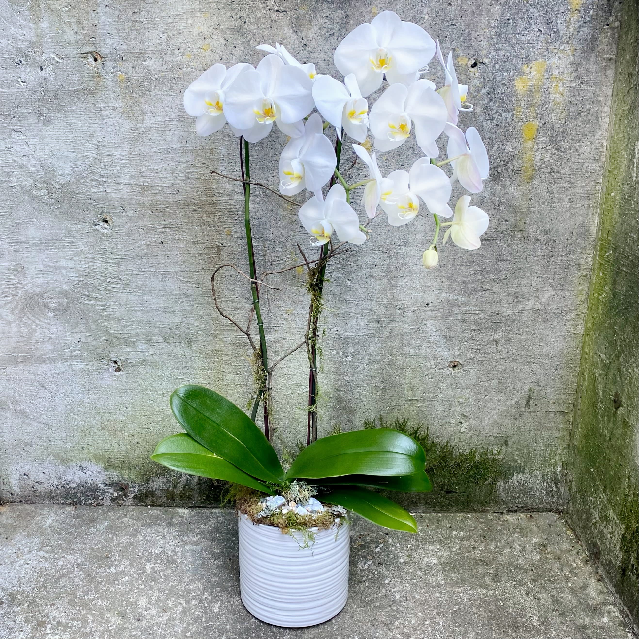 Double Stem White Phalaenopsis Orchid Plant by Fiori Floral Design
