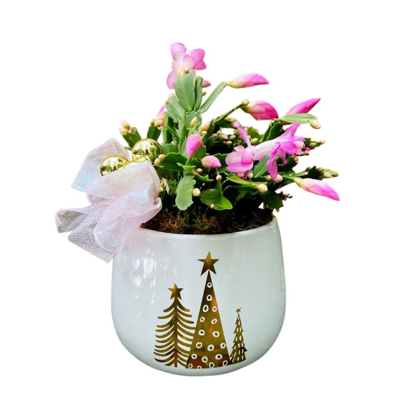 Christmas Cactus by Kremp Florist