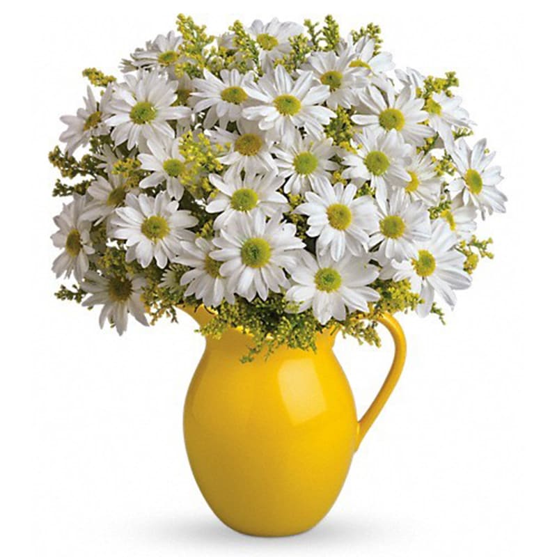 Yellow and white daisy store