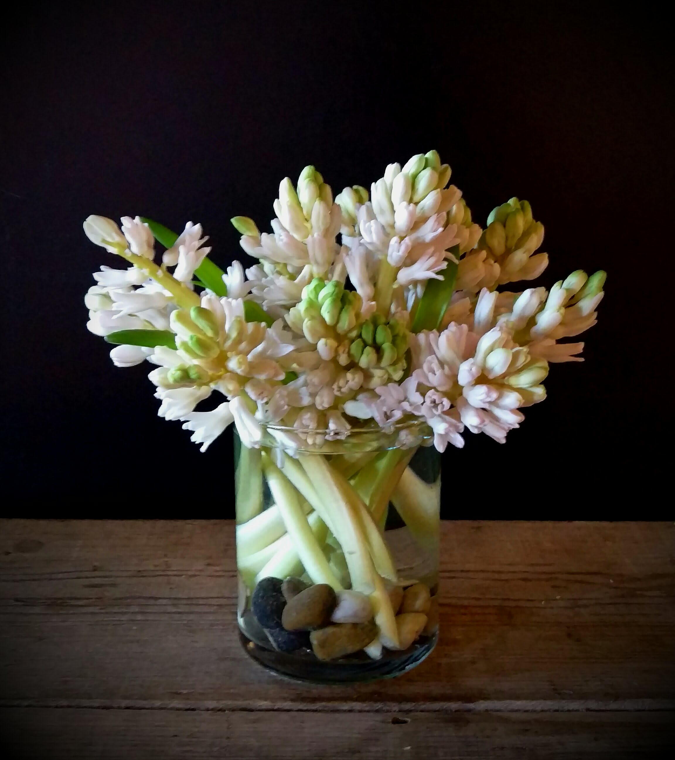 Hyacinth Cluster *assorted colors by Garden Delights Fine Florist