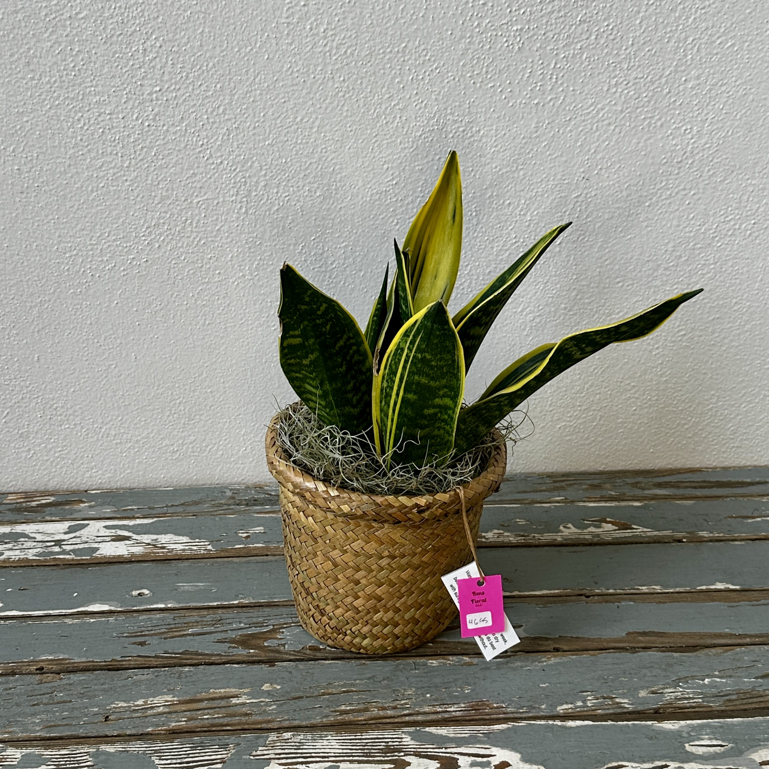 6 Inch Snake Plant Basket by Rens Floral