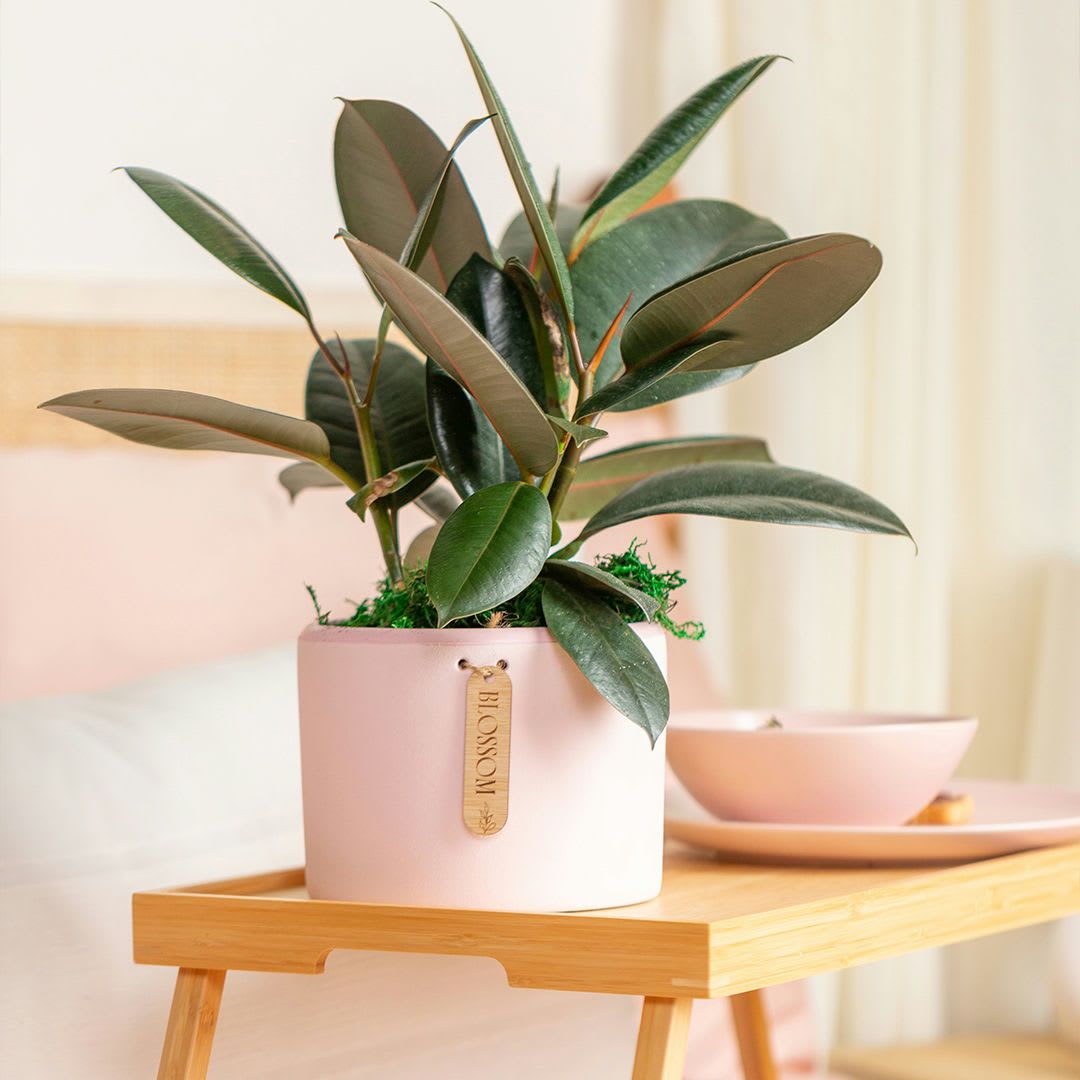 Daphne - Urban Botanyby FloretCo