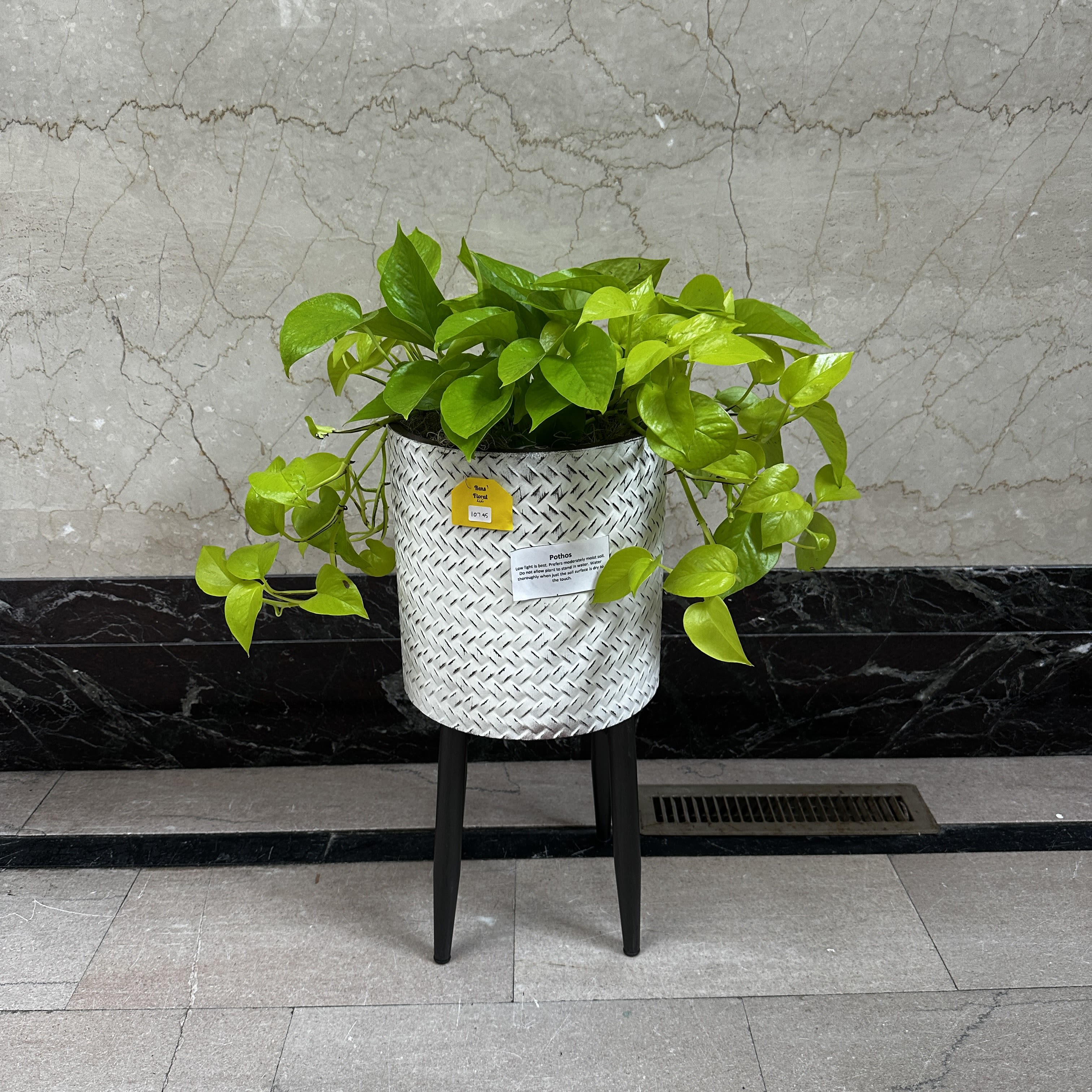 3 Legged Stand with Lime Pothos by Rens Floral